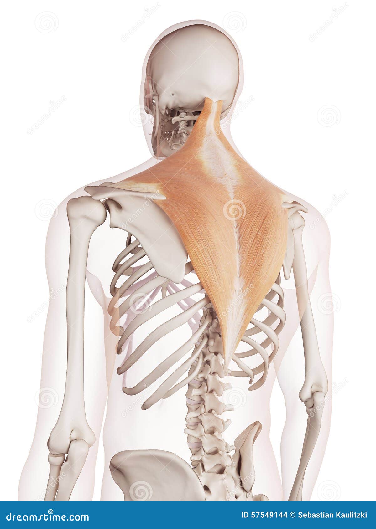 3D Illustration Of Trapezius Part Of Muscle Anatomy. Stock Photography ...