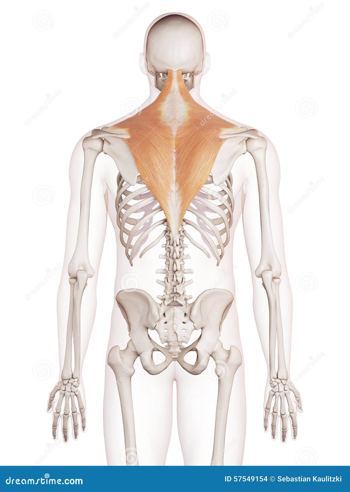 Trapezius Stock Illustrations – 887 Trapezius Stock Illustrations ...