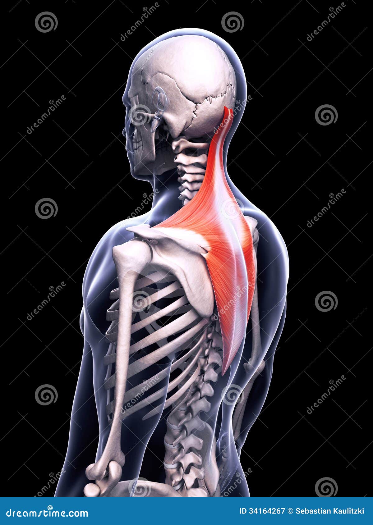 Trapezius Muscle Labeled Medical Anatomy Structure Scheme Vector ...
