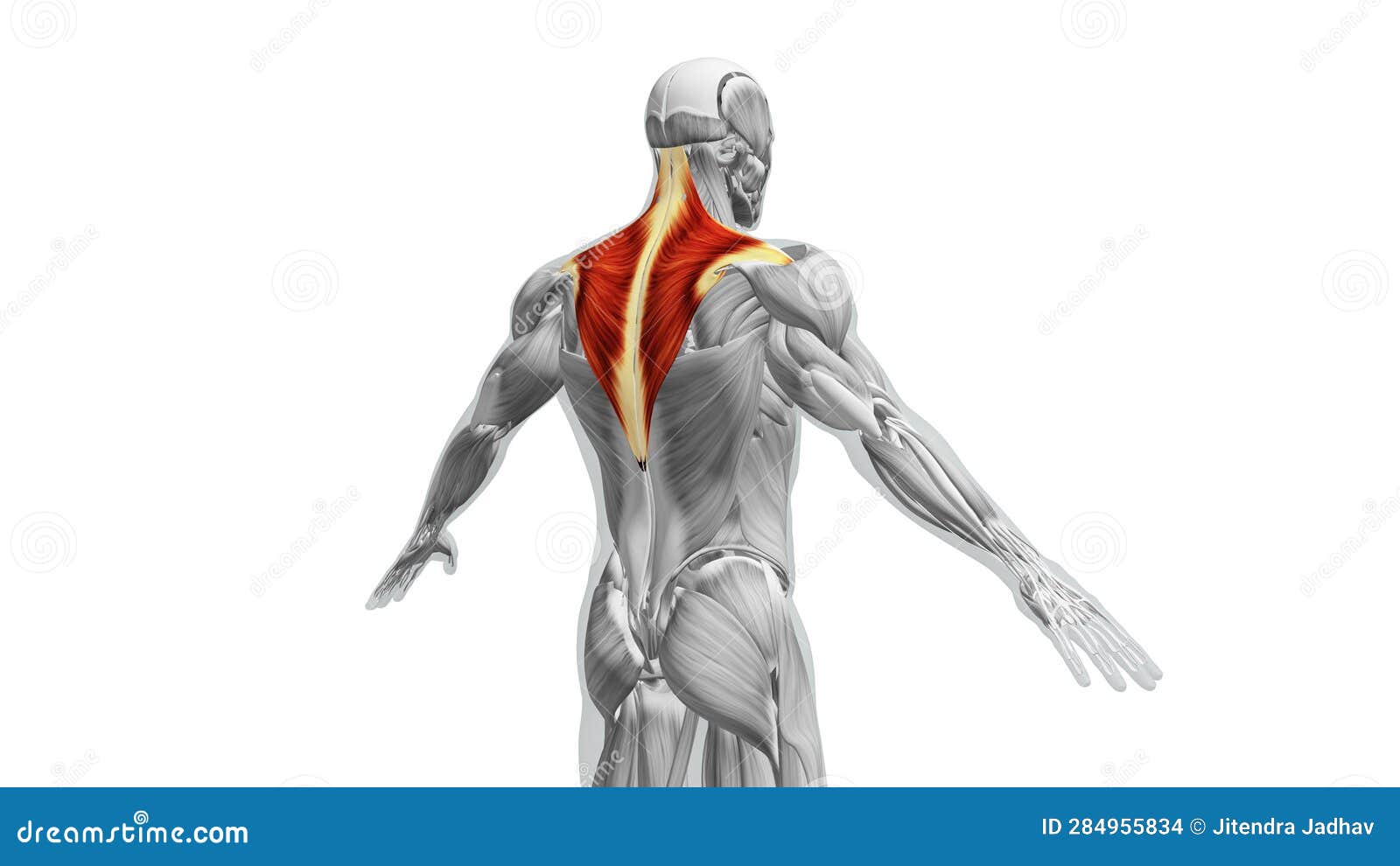 Anatomy of the Trapezius Muscles Stock Illustration - Illustration of ...