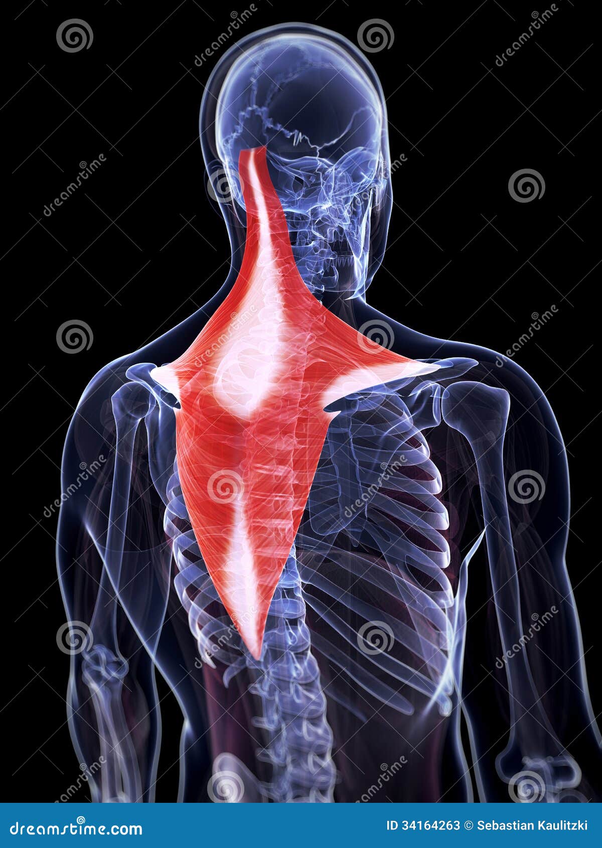 Trapeziusmuskeln stock illustrationer. Illustration av framförande ...