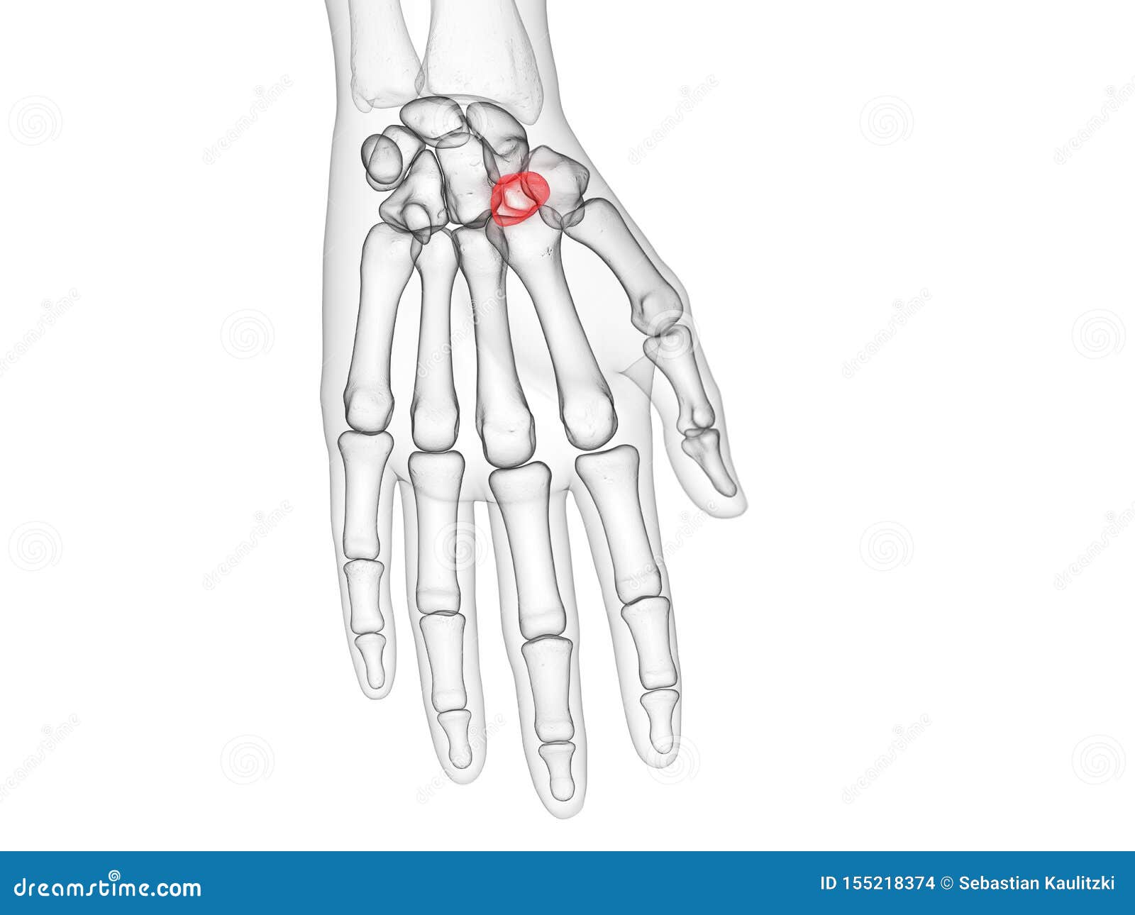 The trapezoid bone stock illustration. Illustration of transparent ...