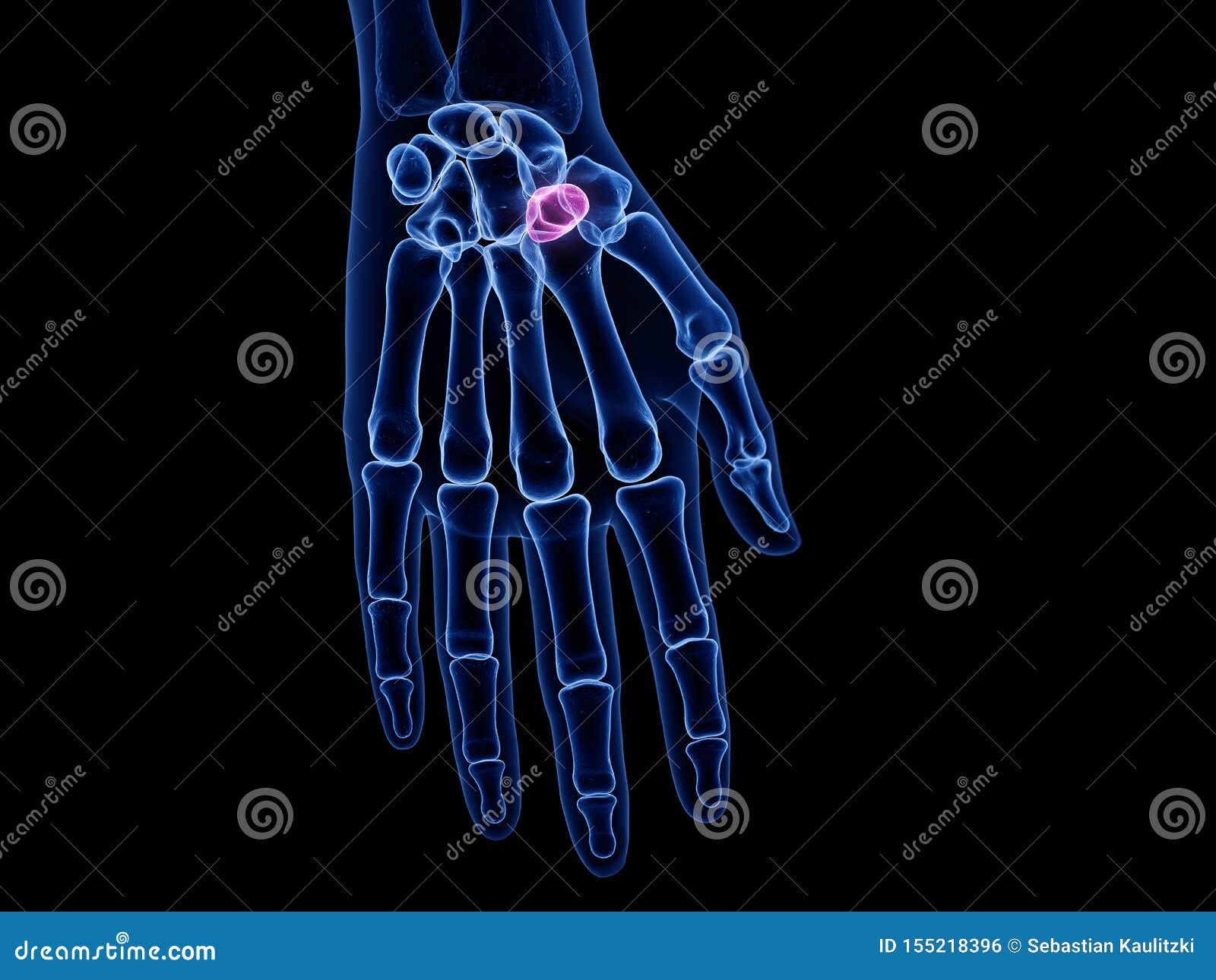 The trapezoid bone stock illustration. Illustration of body - 155218396