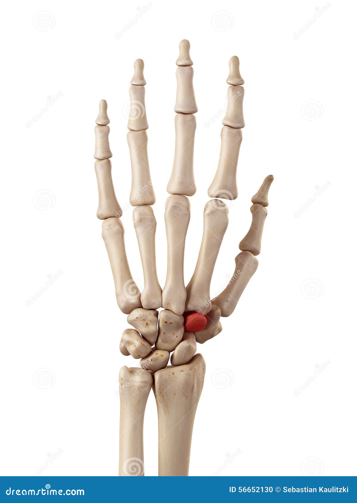 The Trapezoid Bone Stock Illustration - Image: 56652130