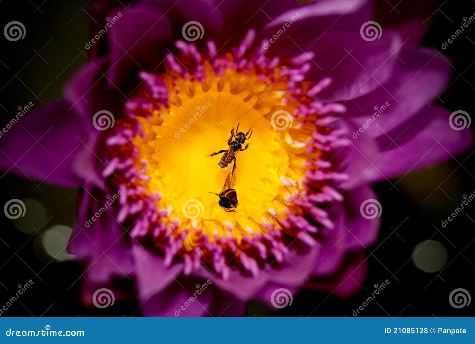 Trapped bee stock photo. Image of floral, garden, summer - 21085128