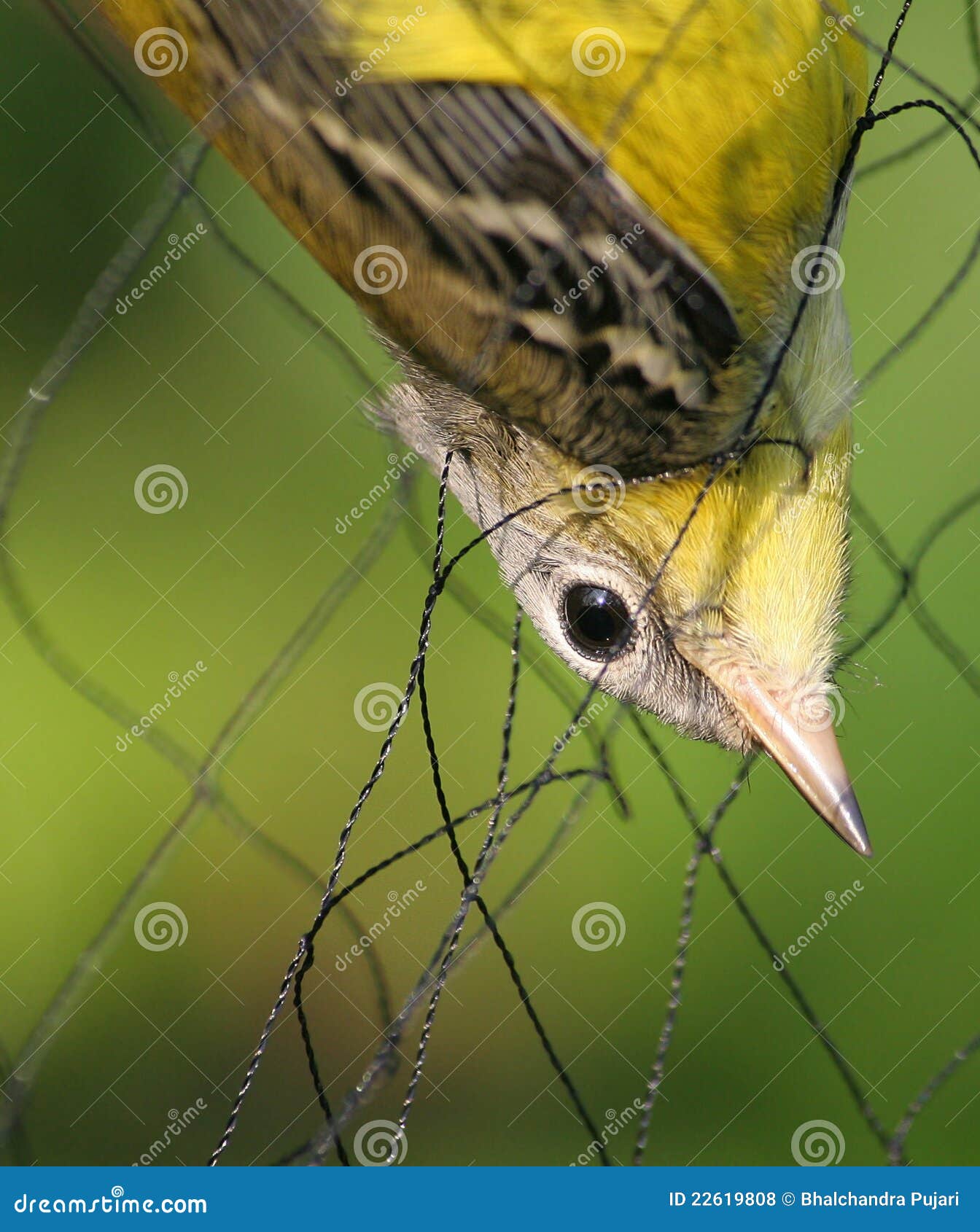 Trouble In The Bird Bath As A Starling Flies Away Royalty-Free Stock ...