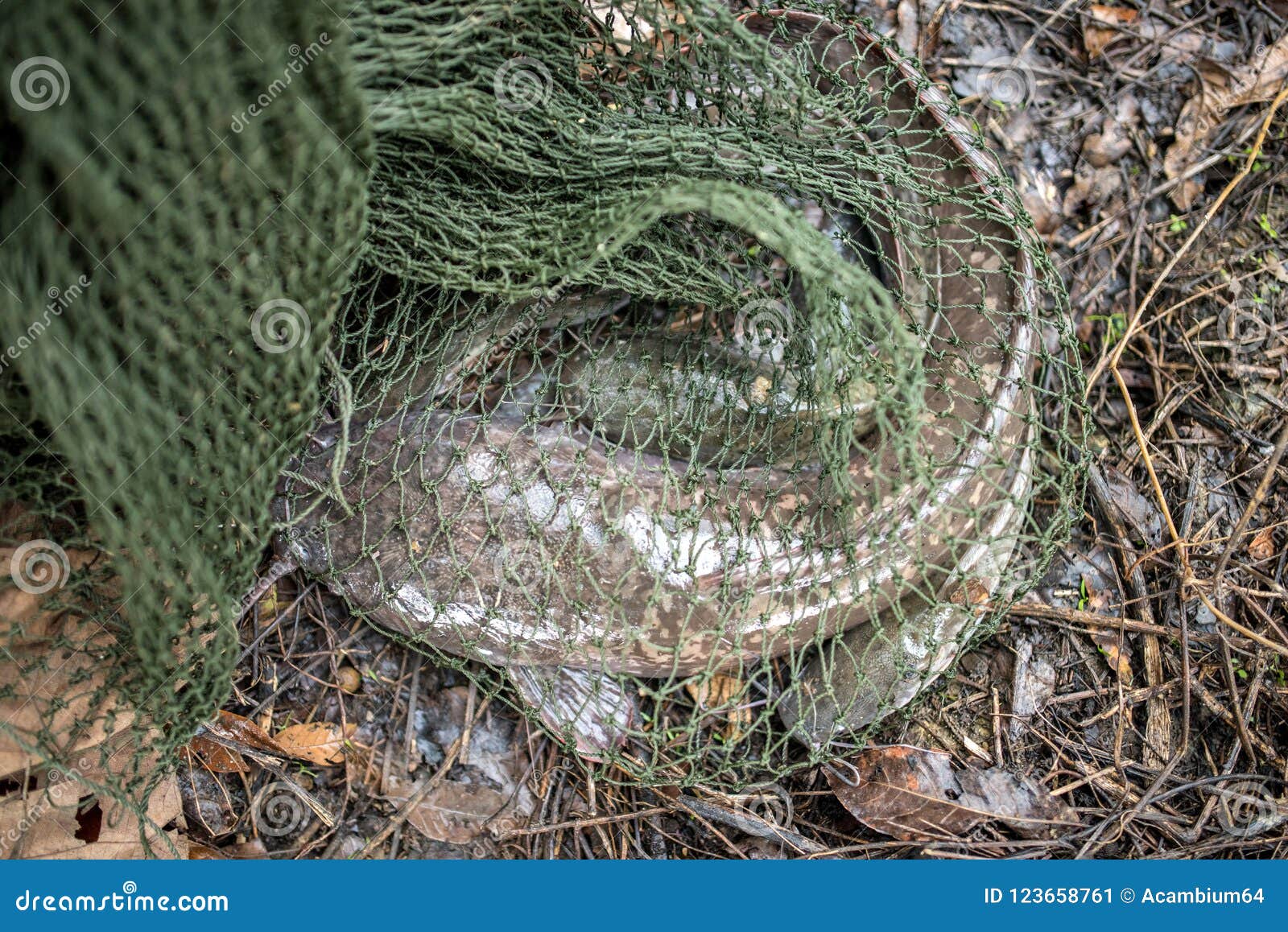 Trapped Catfish in the Nylon Net for Jungle Food Stock Image - Image of ...