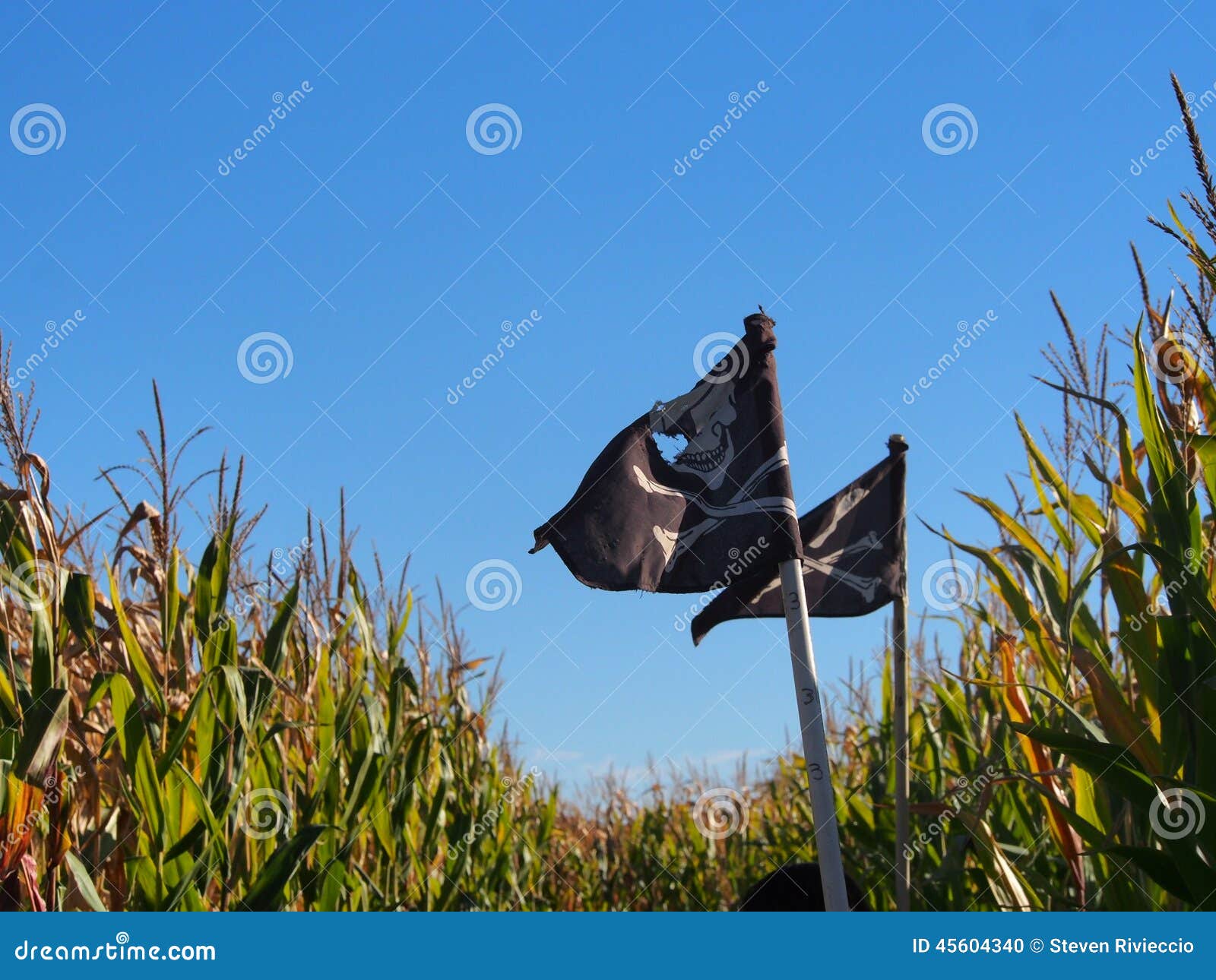 Trapped in Corn Maze stock photo. Image of flags, teenage - 45604340
