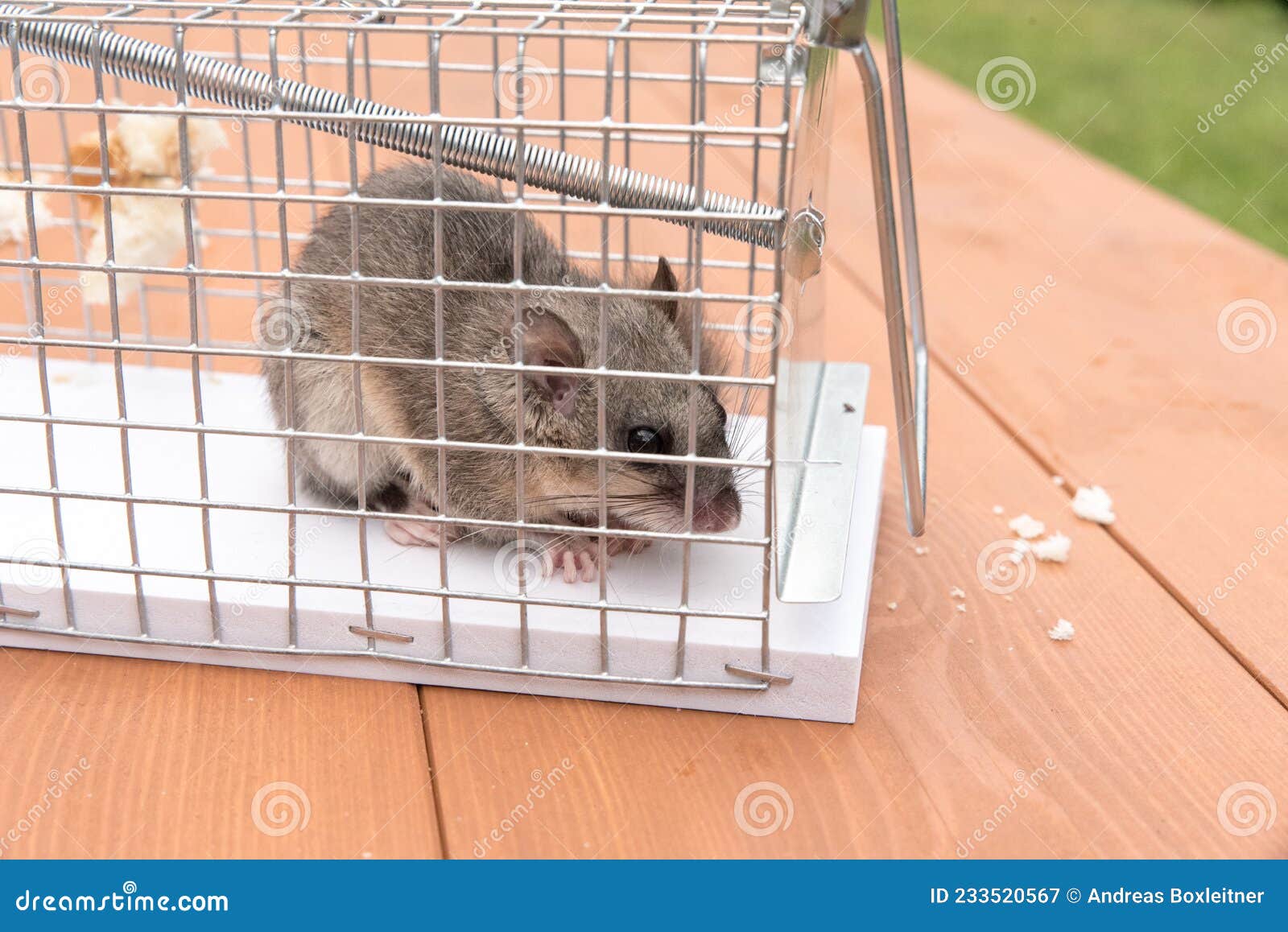 Trapped Dormouse in Live Trap Stock Image - Image of hibernation, cage ...