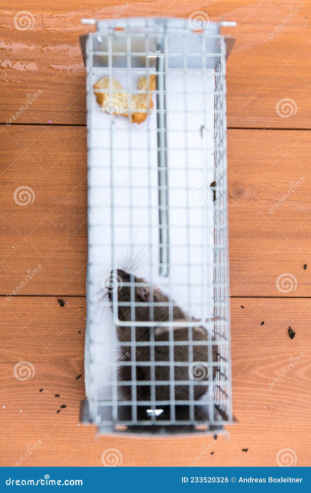 Trapped Dormouse in Live Trap Stock Photo - Image of isolated, cage ...