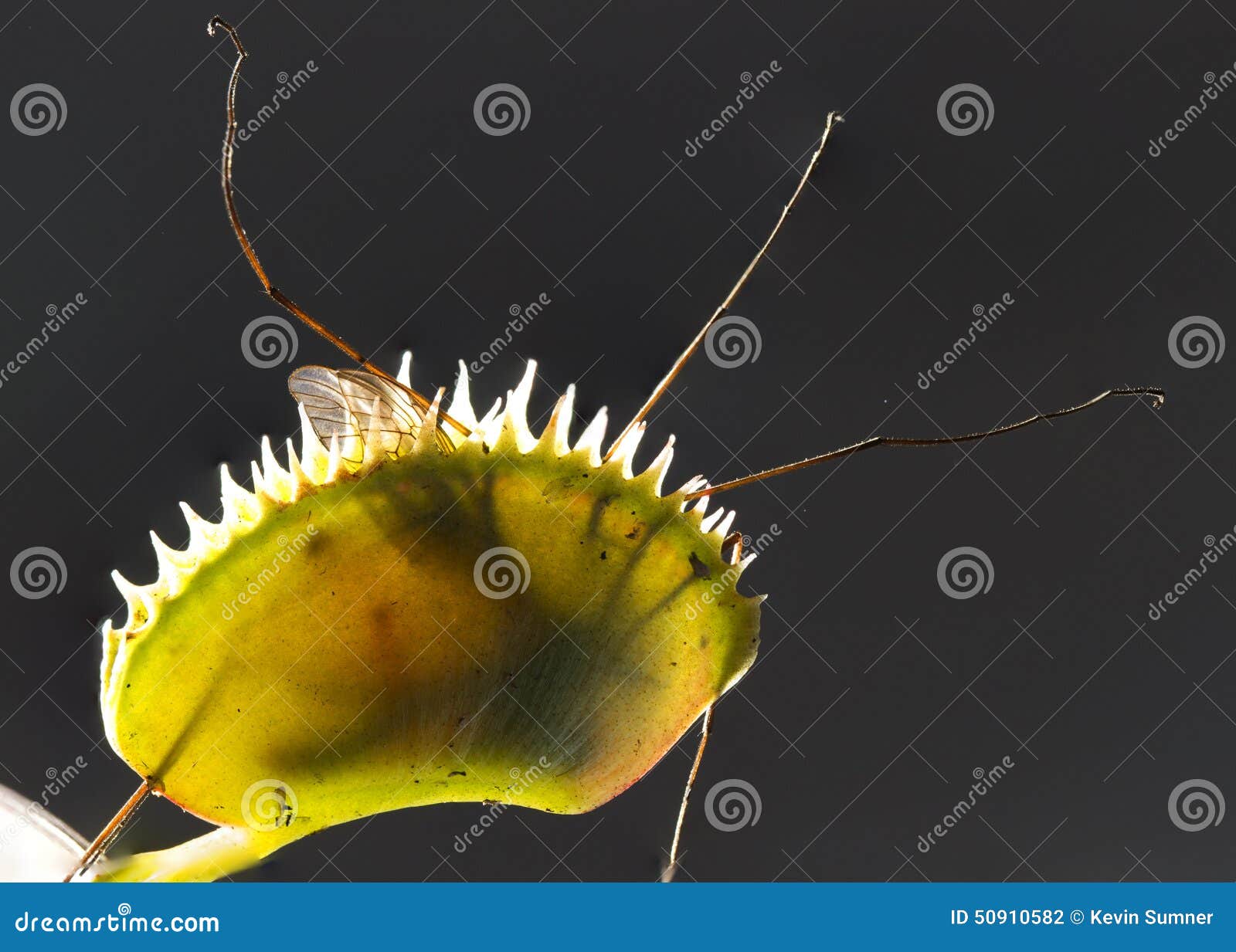 Trapped Insect in Venus Flytrap Stock Photo - Image of muscipula ...