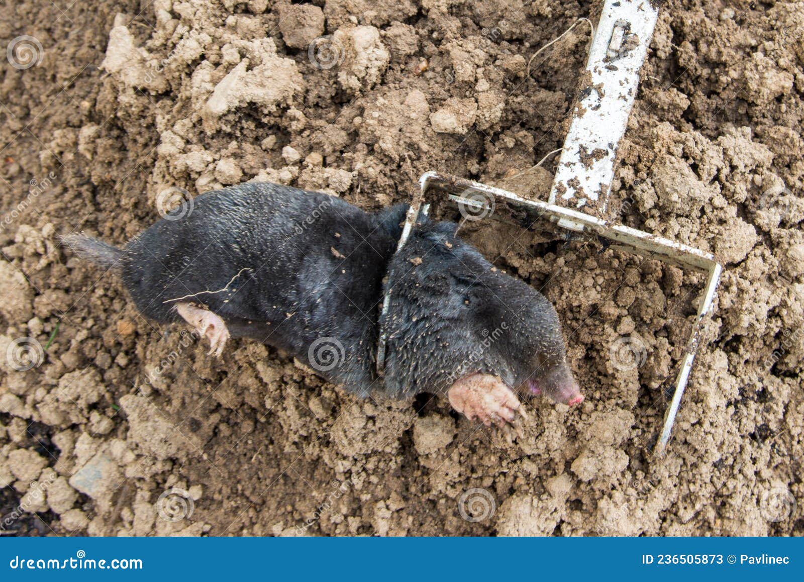 Trapped Mole Lying on the Mole Hill Stock Image - Image of face ...