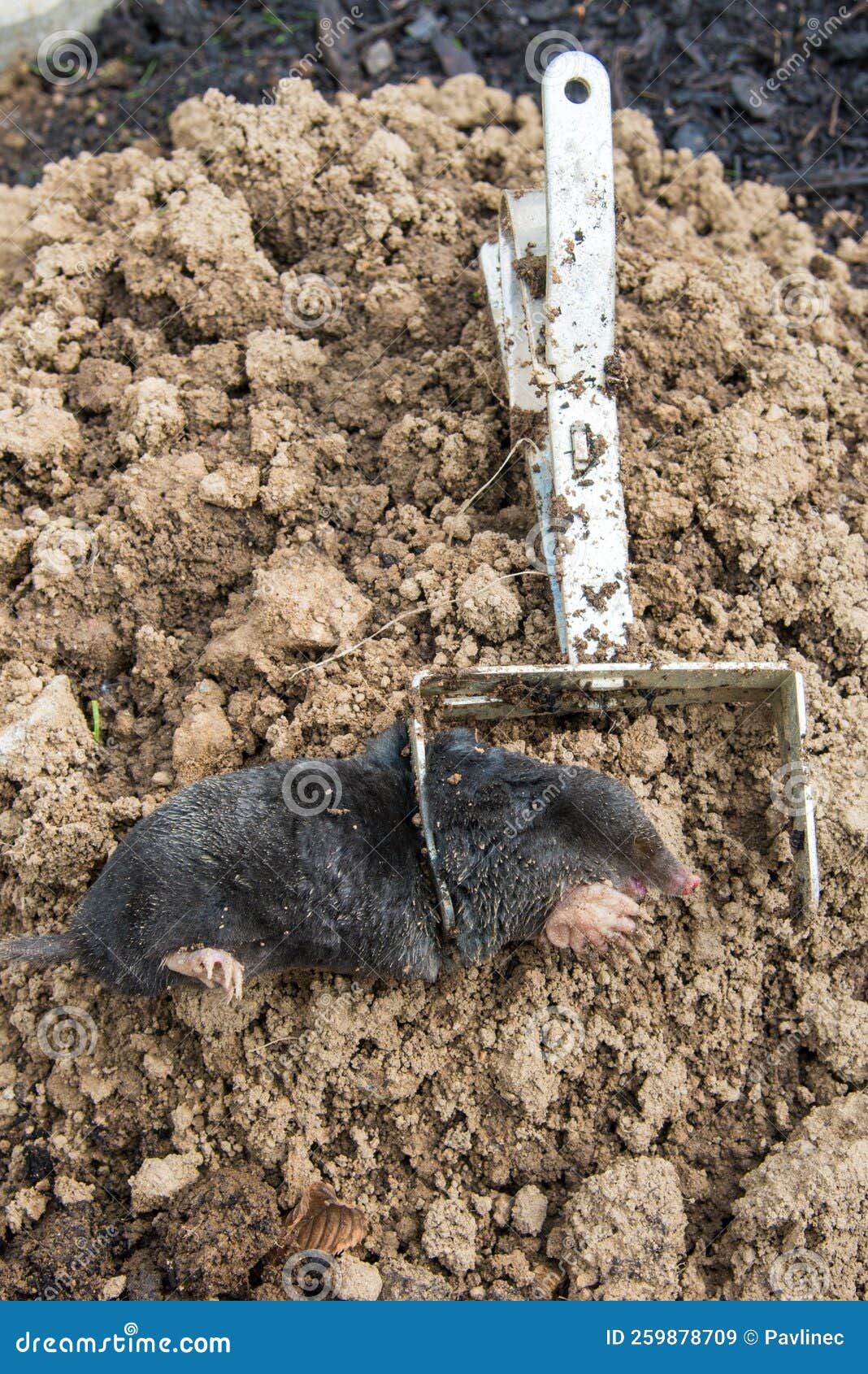 Trapped Mole Lying on the Mole Hill Stock Image - Image of ground, mole ...