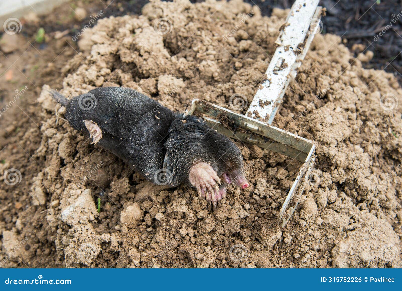 Trapped Mole Lying on the Mole Hill Stock Photo - Image of blind ...