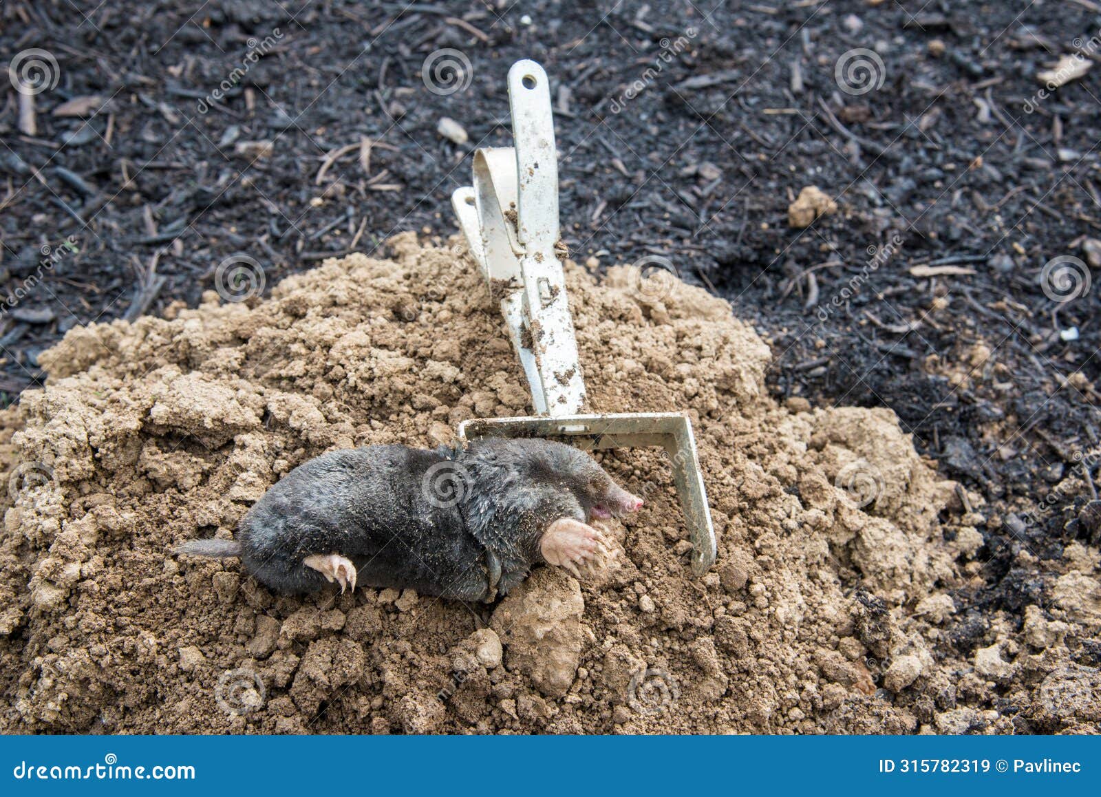 Trapped Mole Lying on the Mole Hill Stock Image - Image of nature ...