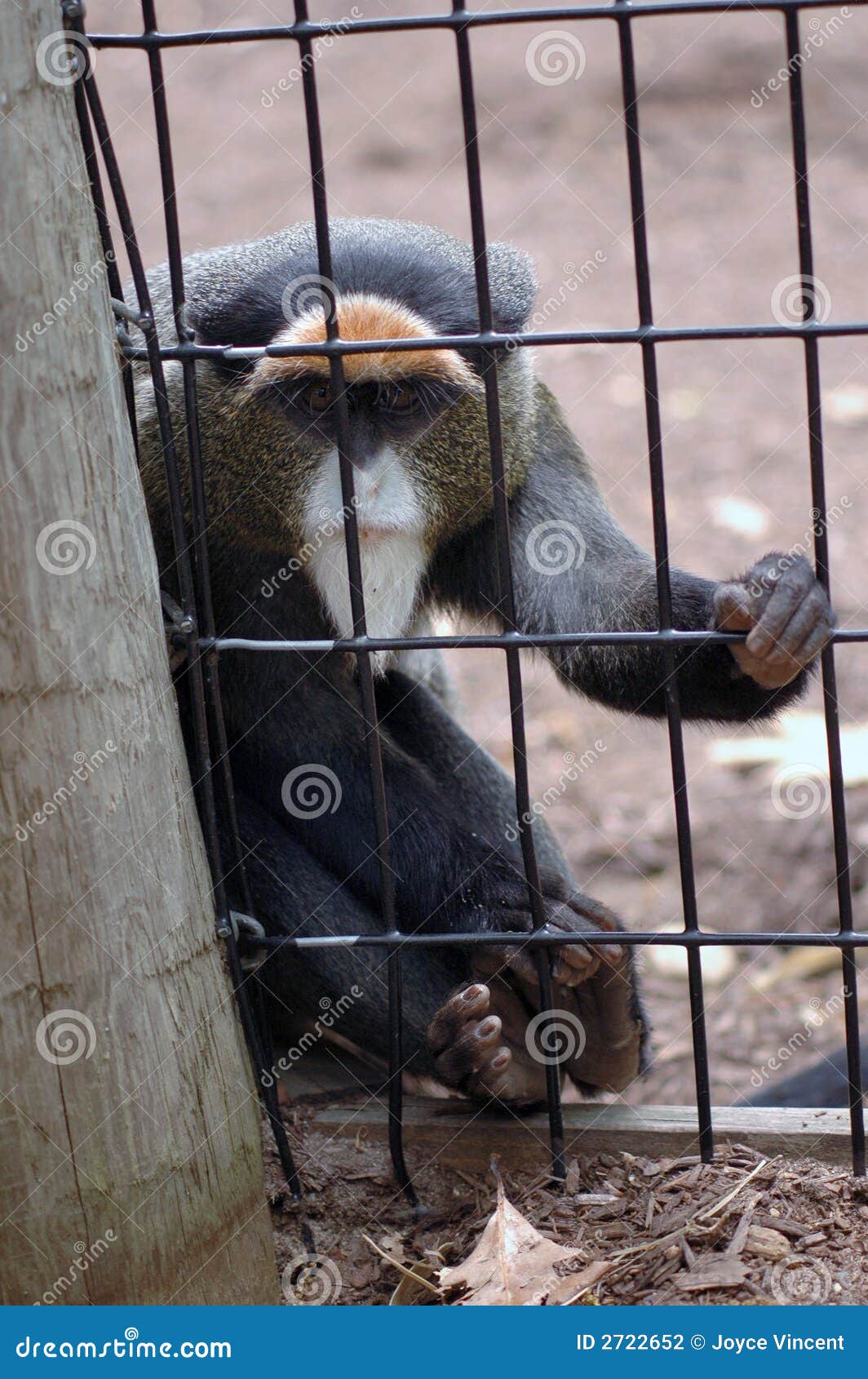 Trapped Monkey Portrait stock photo. Image of bars, orange - 2722652
