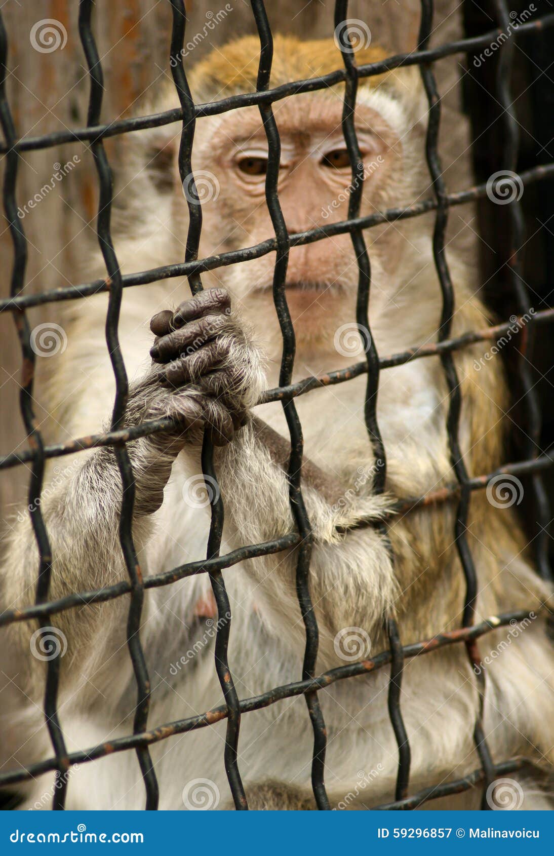 Trapped stock image. Image of save, animals, trapped - 59296857