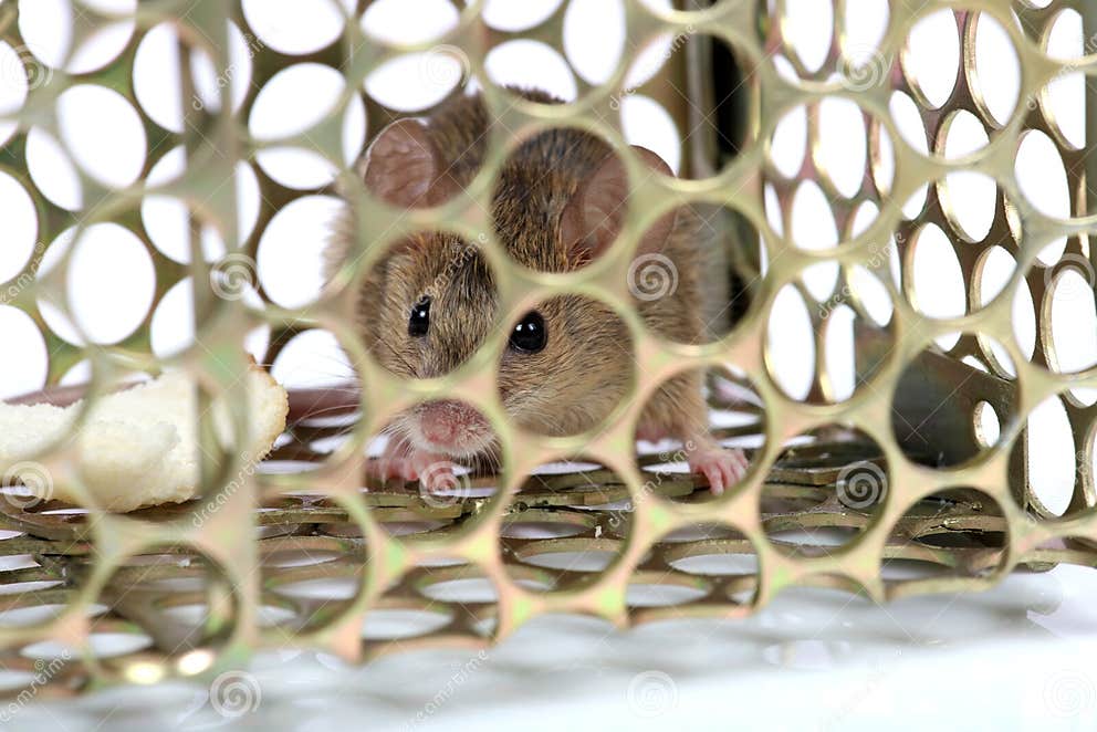 Trapped mouse stock image. Image of mouse, rodent, hygeine - 64304899
