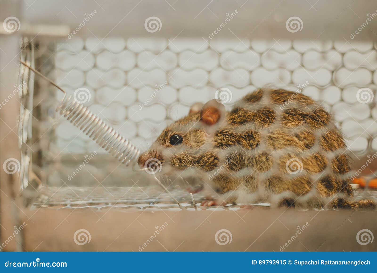 Trapped mouse stock image. Image of control, catch, live - 89793915