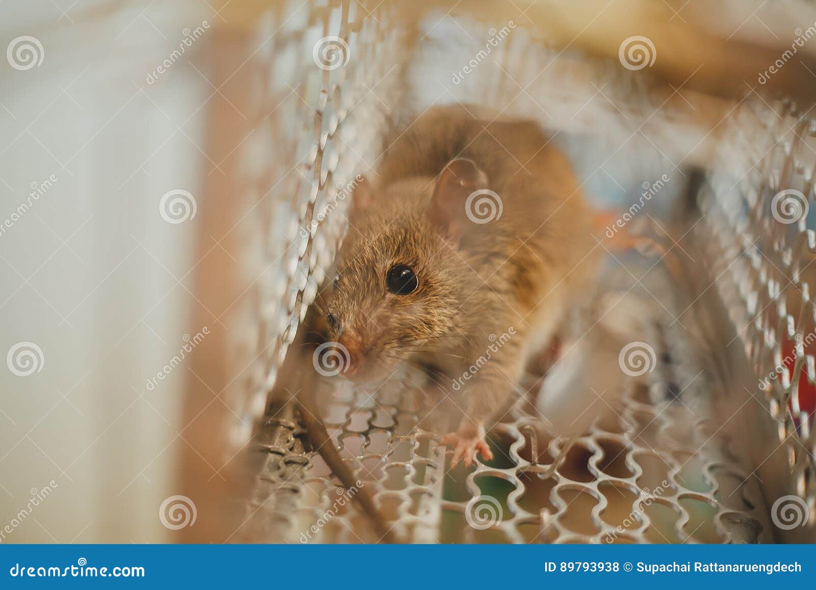 Trapped mouse stock photo. Image of cage, mice, white - 89793938