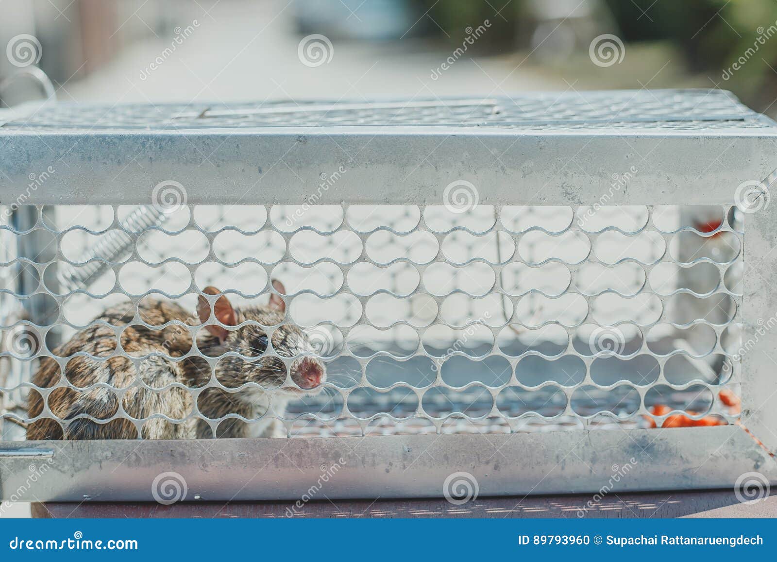Trapped mouse stock photo. Image of trap, house, mice - 89793960