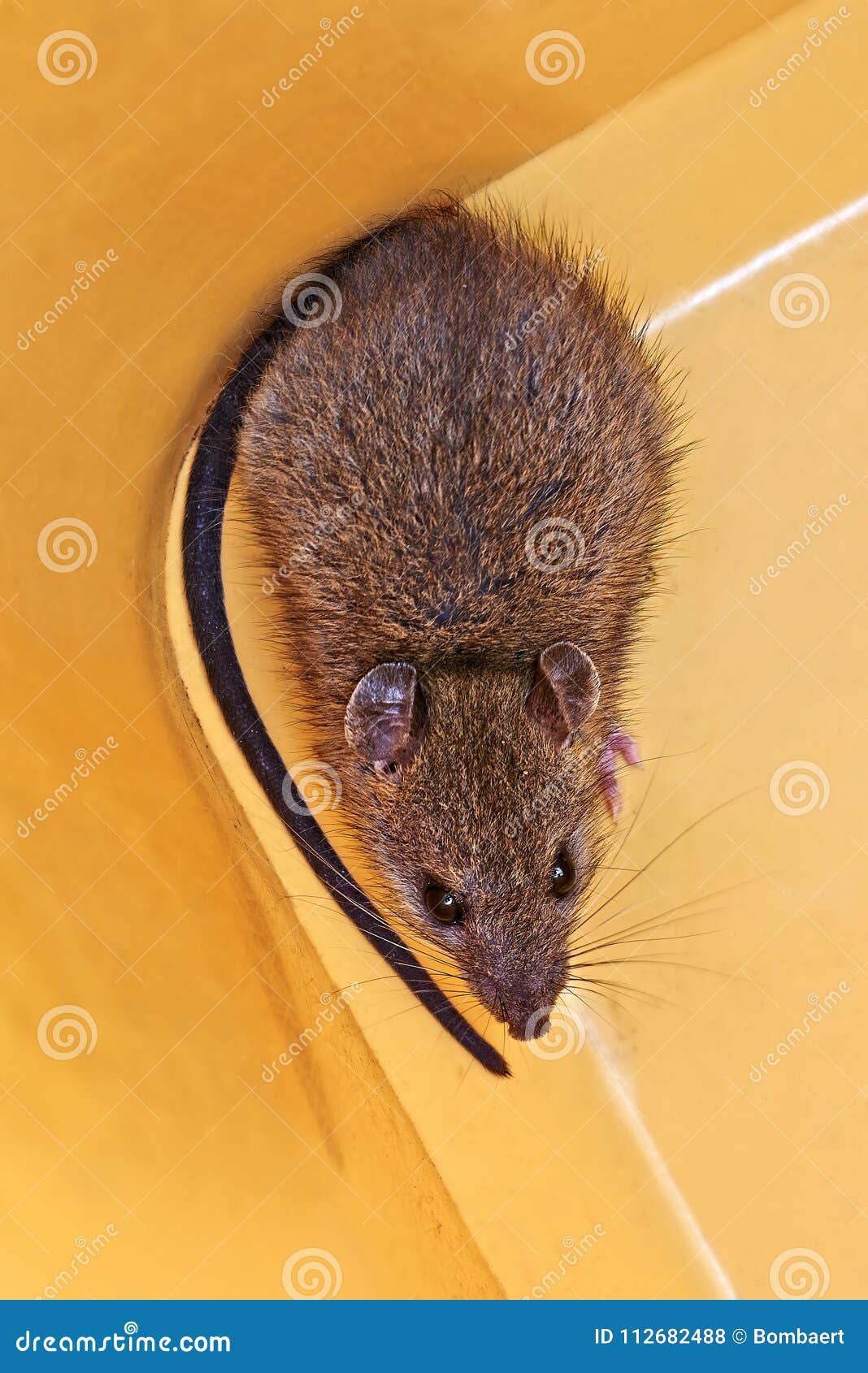 Trapped Mouse Robber of Cheese Stock Photo - Image of board, pest ...