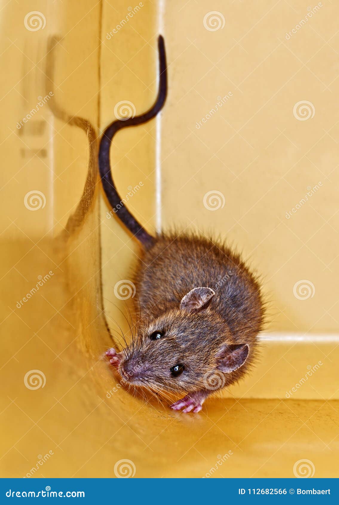 Trapped Mouse Robber of Cheese Stock Photo - Image of mouse, rodent ...