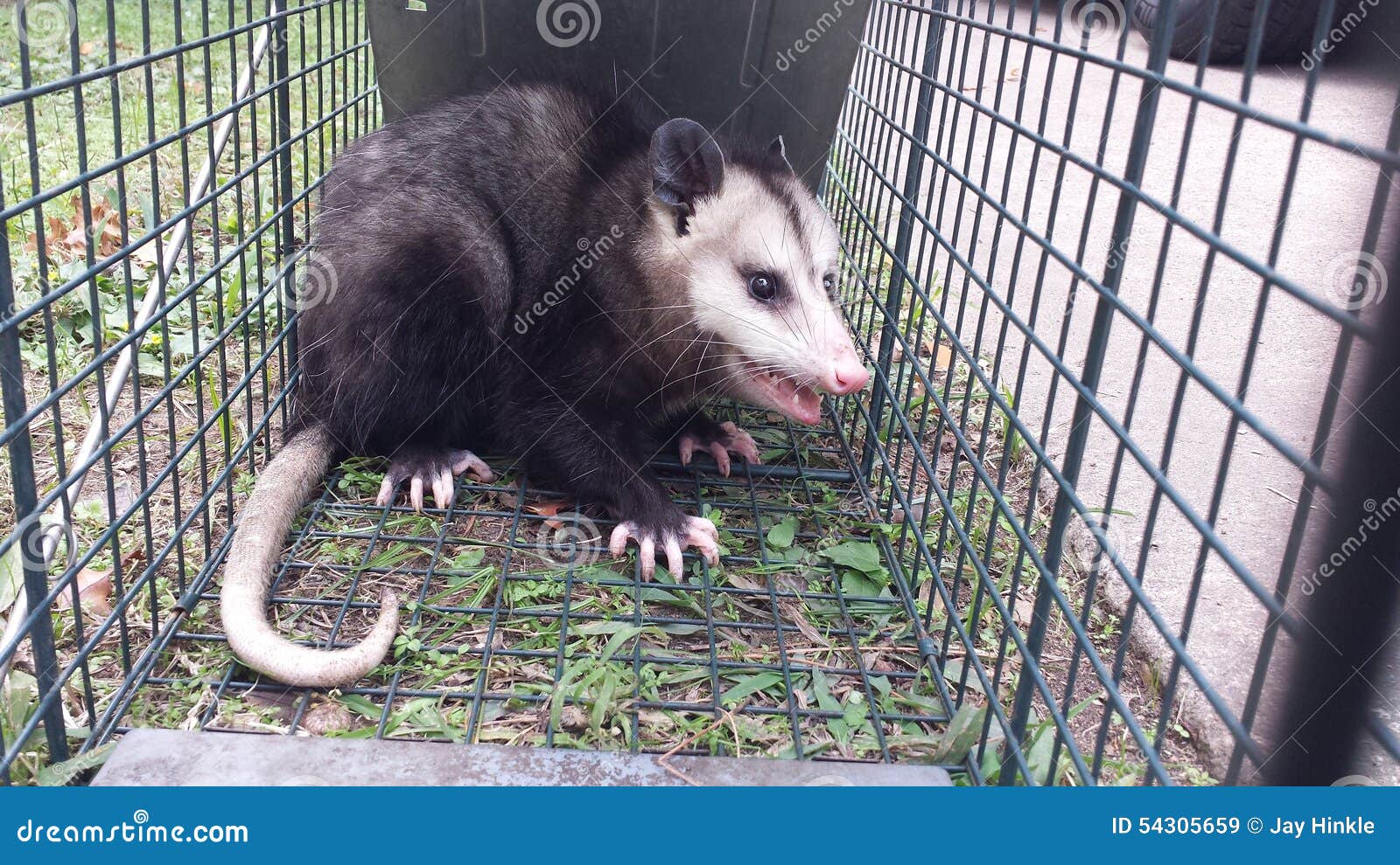Trapped Possum stock image. Image of cage, smile, animal - 54305659