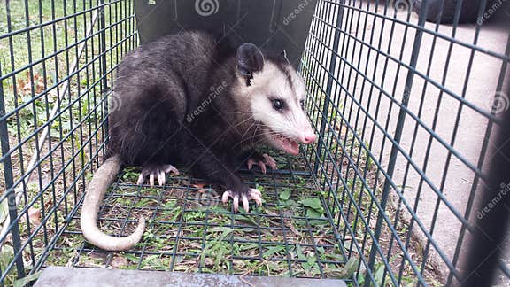 Trapped Possum stock image. Image of cage, smile, animal - 54305659