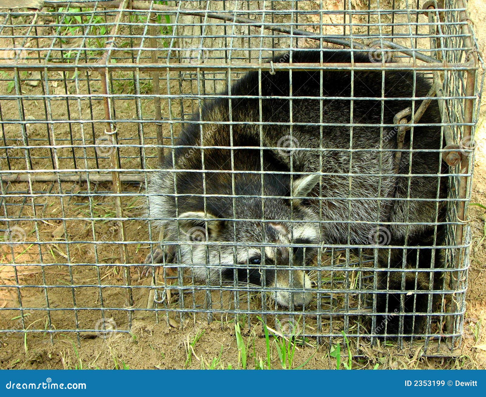Trapped raccoon stock image. Image of caged, animals, nervous - 2353199