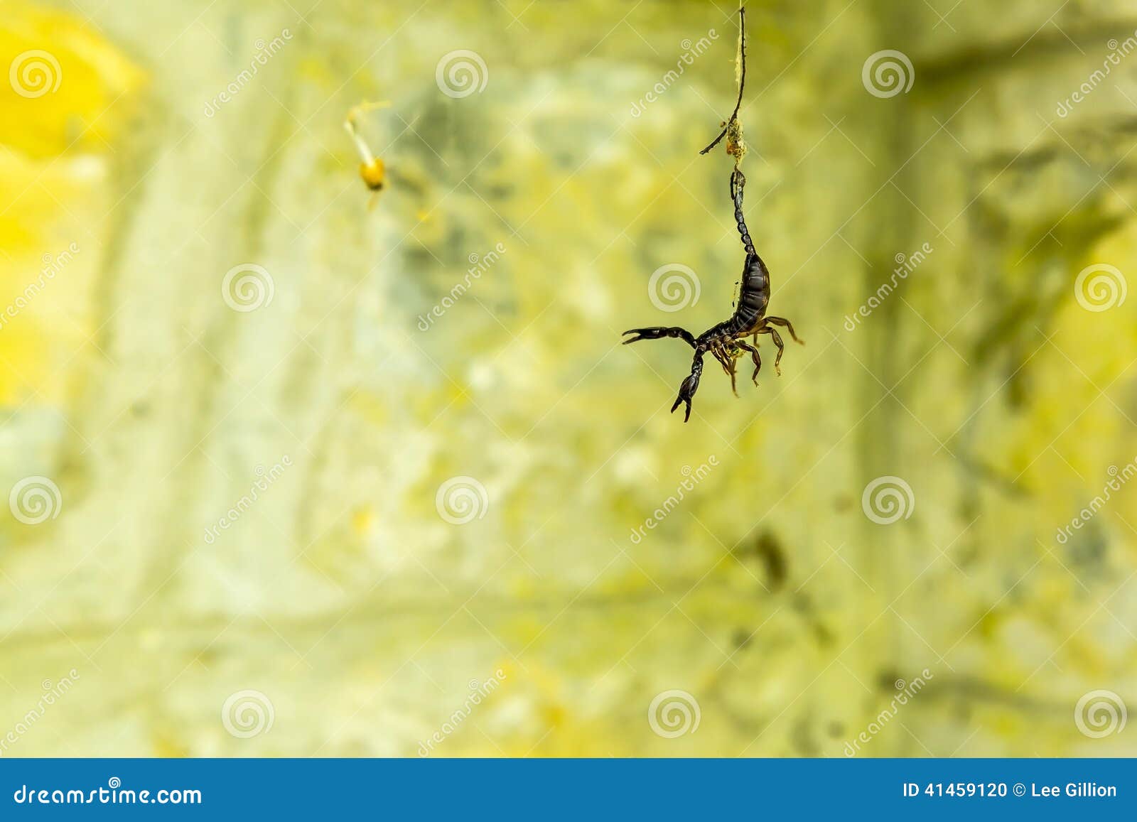 Trapped: Scorpion in a Web. Stock Photo - Image of poisonous, ecology ...