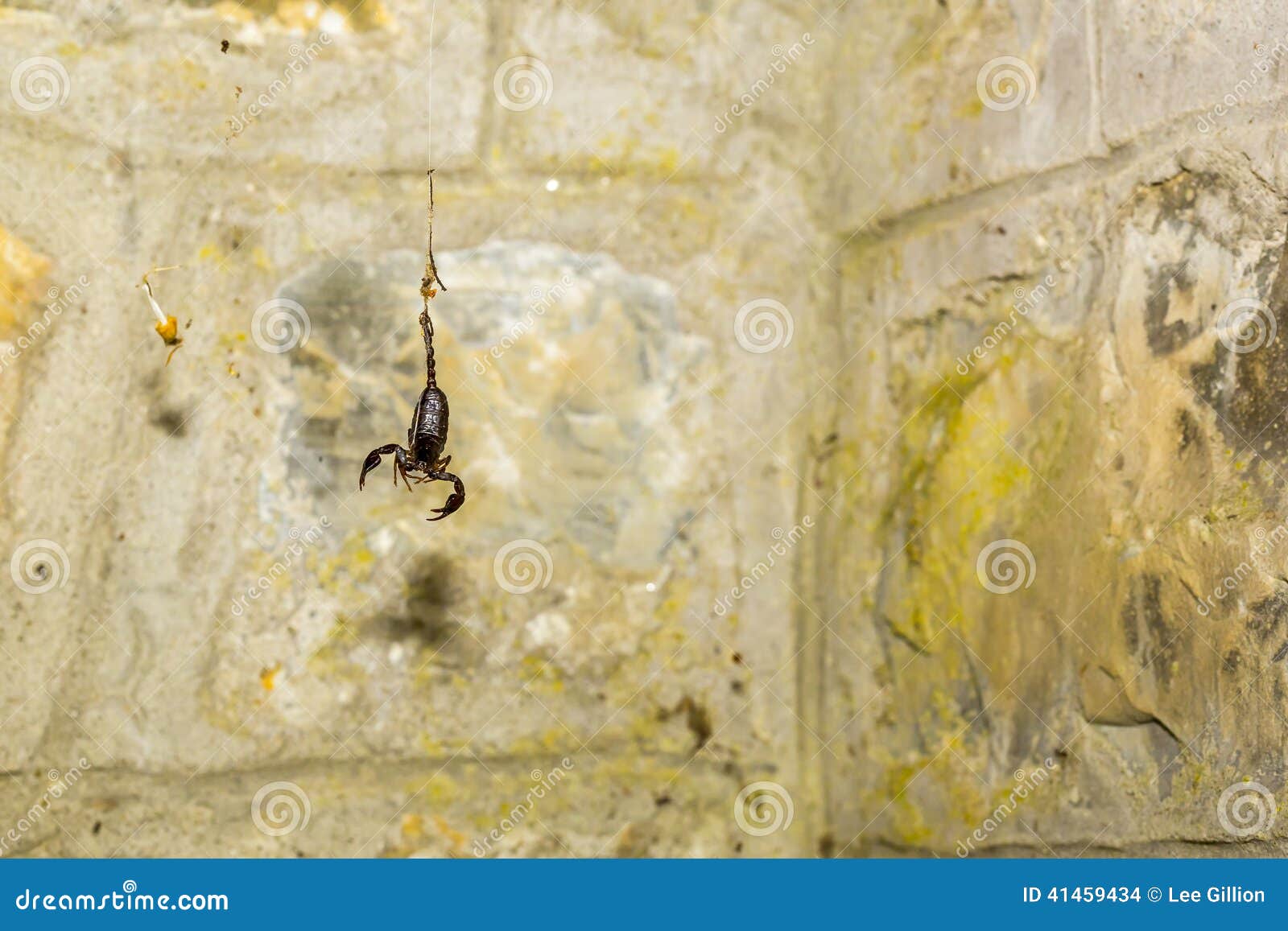 Little Italian Scorpion Stock Photos - Free & Royalty-Free Stock Photos ...
