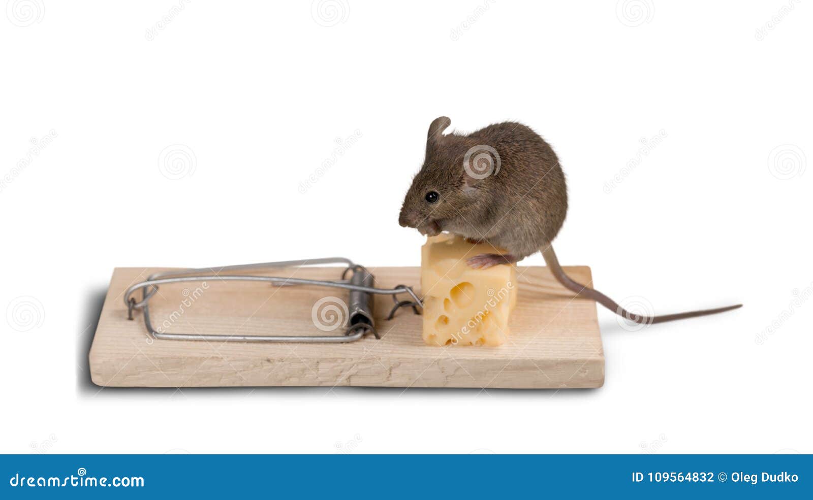 Trappola Del Topo Con Formaggio Ed Il Topo Fotografia Stock - Immagine ...