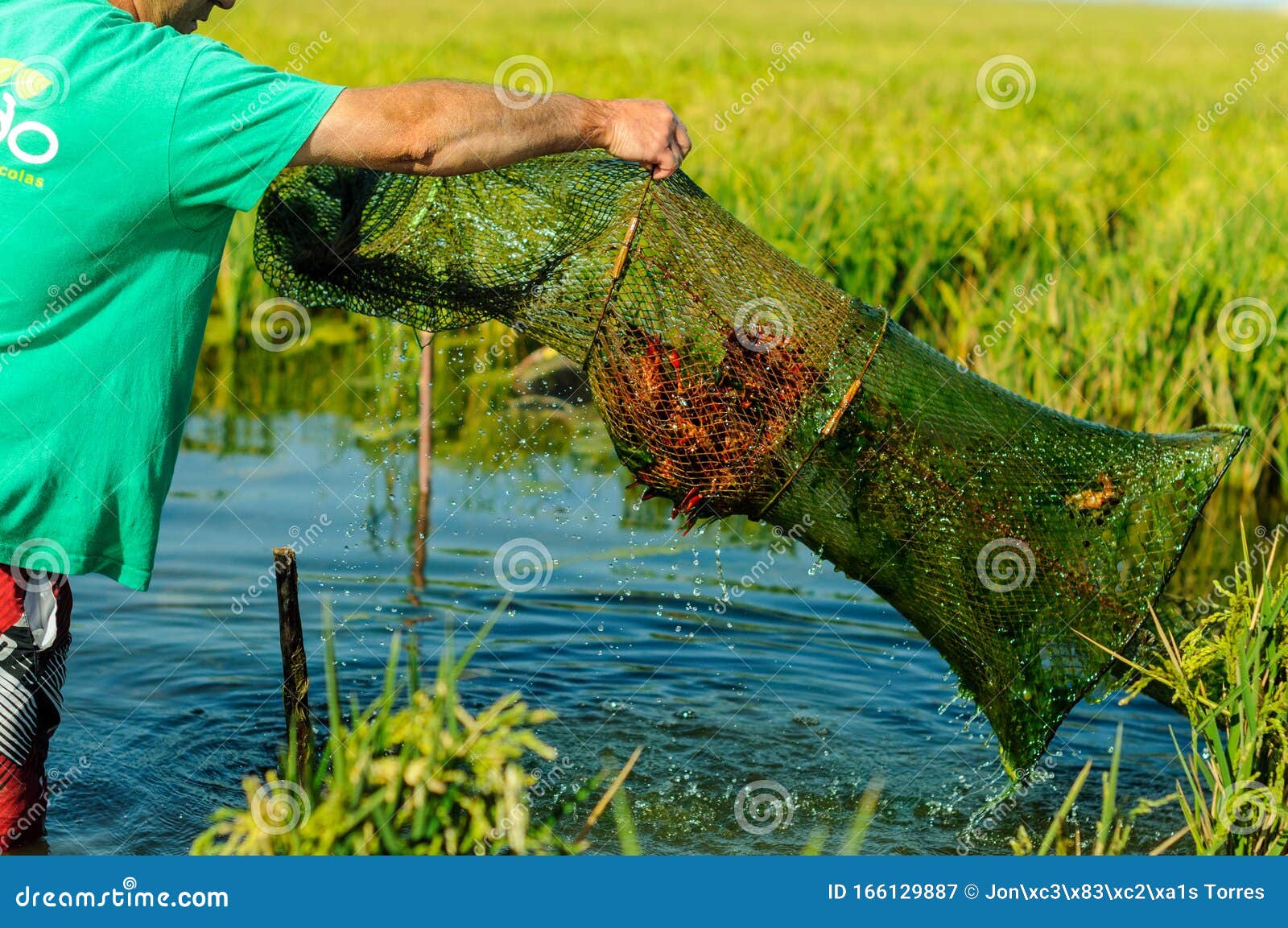 Traps for Crayfish Filled with Crayfish Stock Image - Image of leaves ...