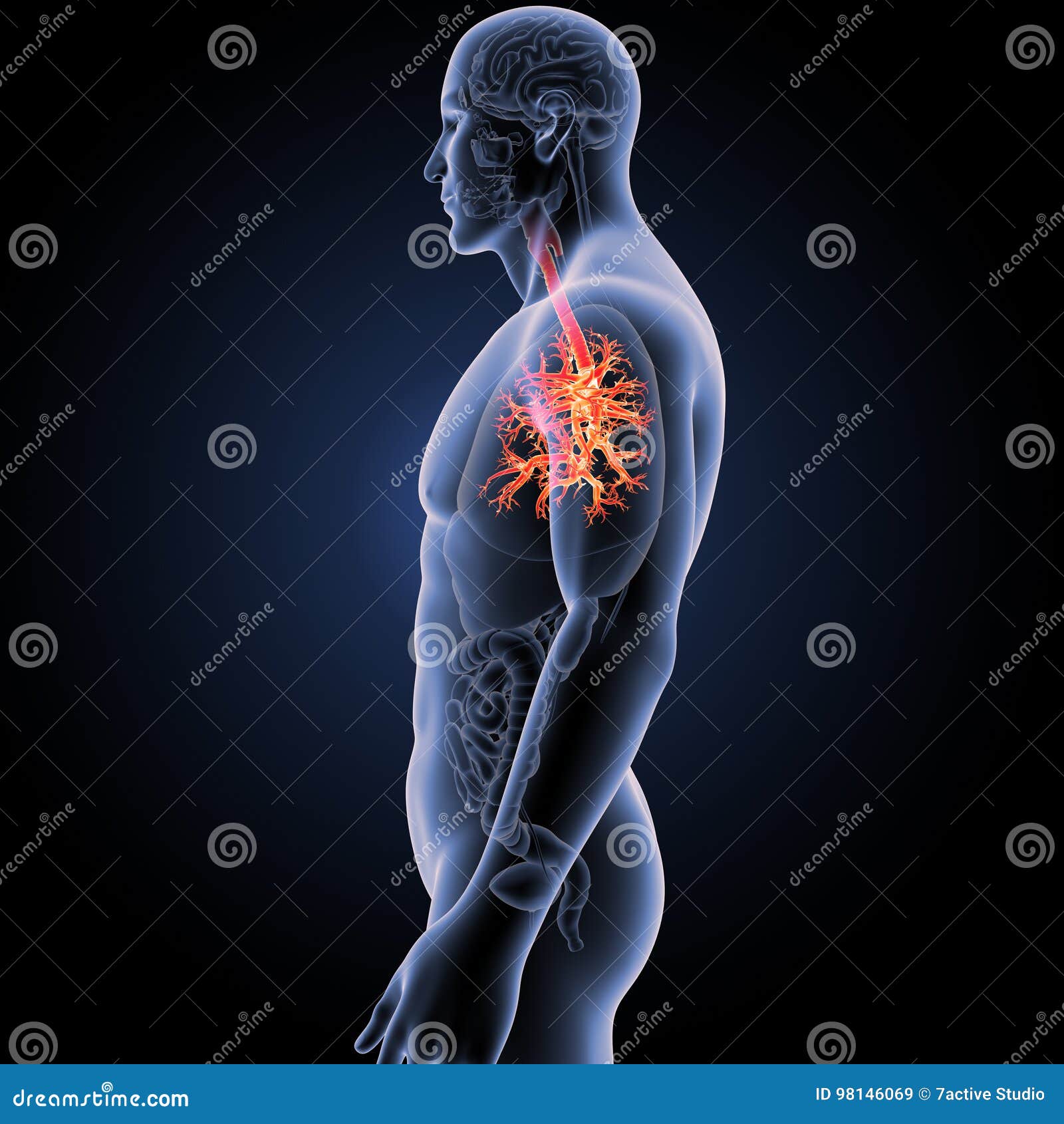 Traqueia Com Opinião Da Lateral Dos órgãos Ilustração Stock ...