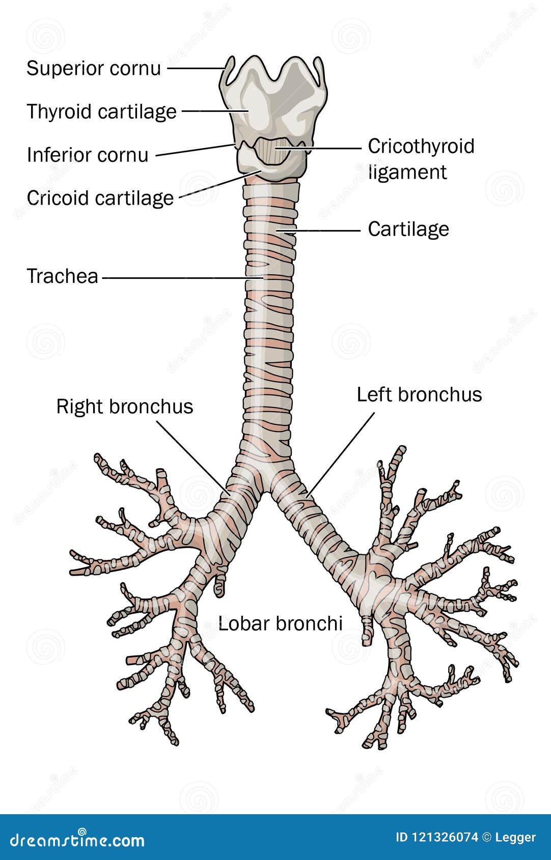 A traqueia e os brônquio ilustração do vetor. Ilustração de tiroide ...