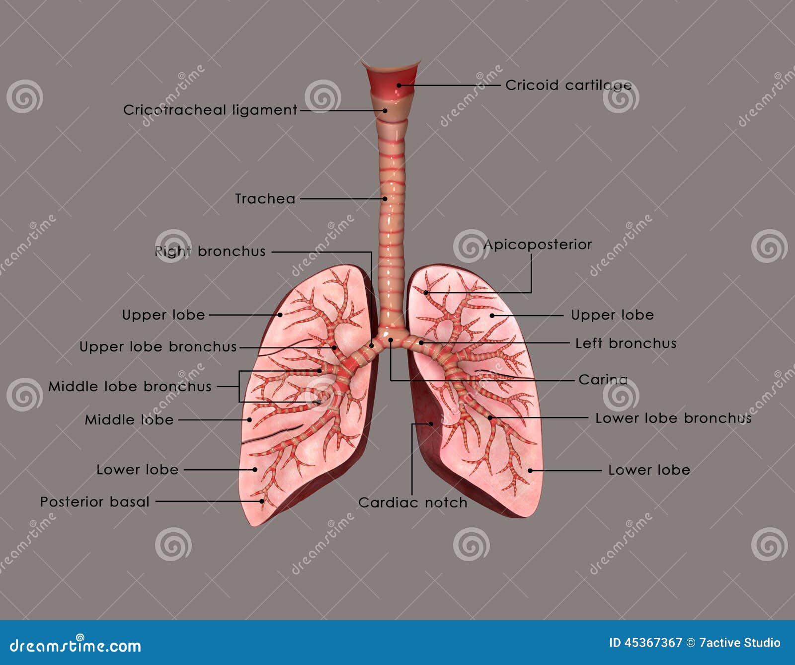 Traqueia e pulmões ilustração stock. Ilustração de inalar - 45367367
