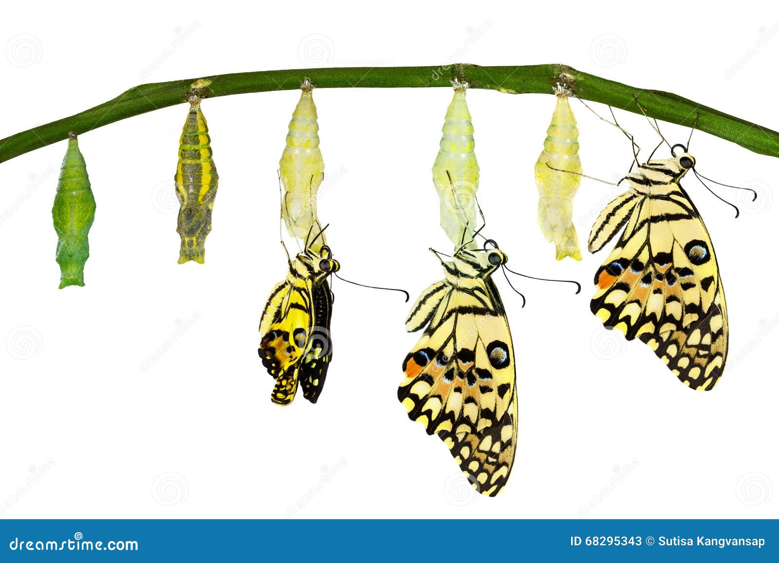 Trasformazione Isolata Della Farfalla Della Calce Immagine Stock ...