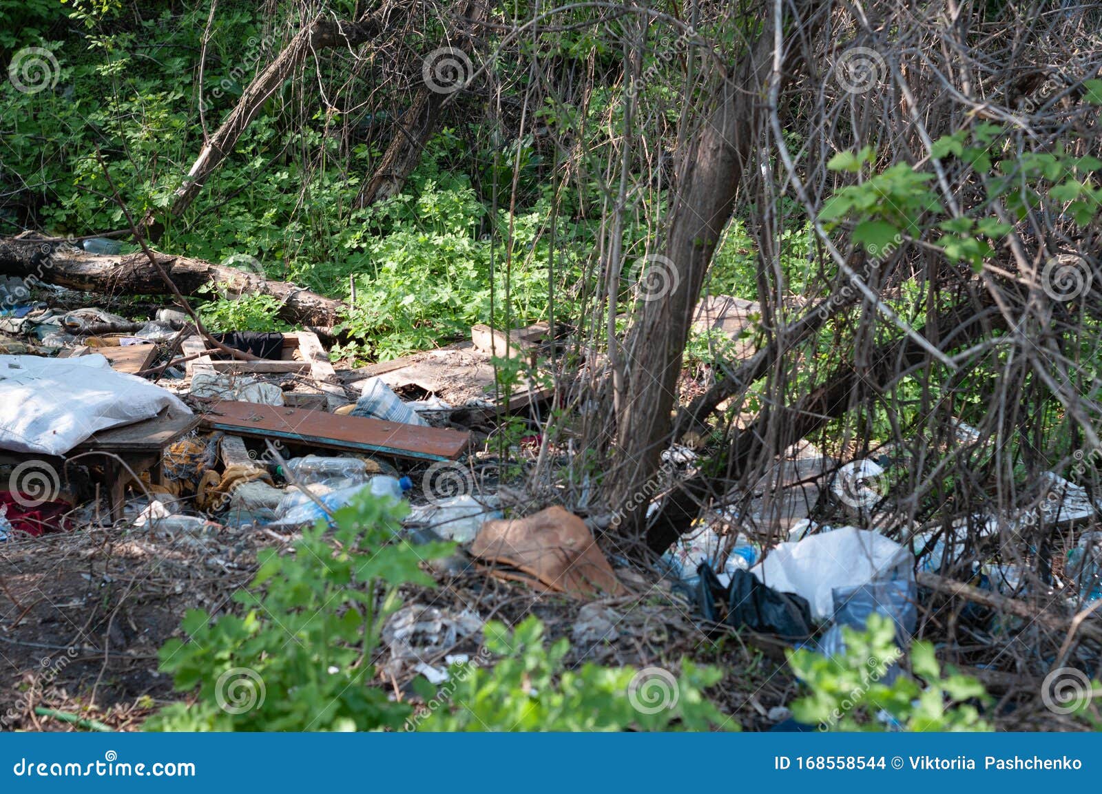 Trash and Garbage among Green Grass and Trees in Forest Stock Photo ...