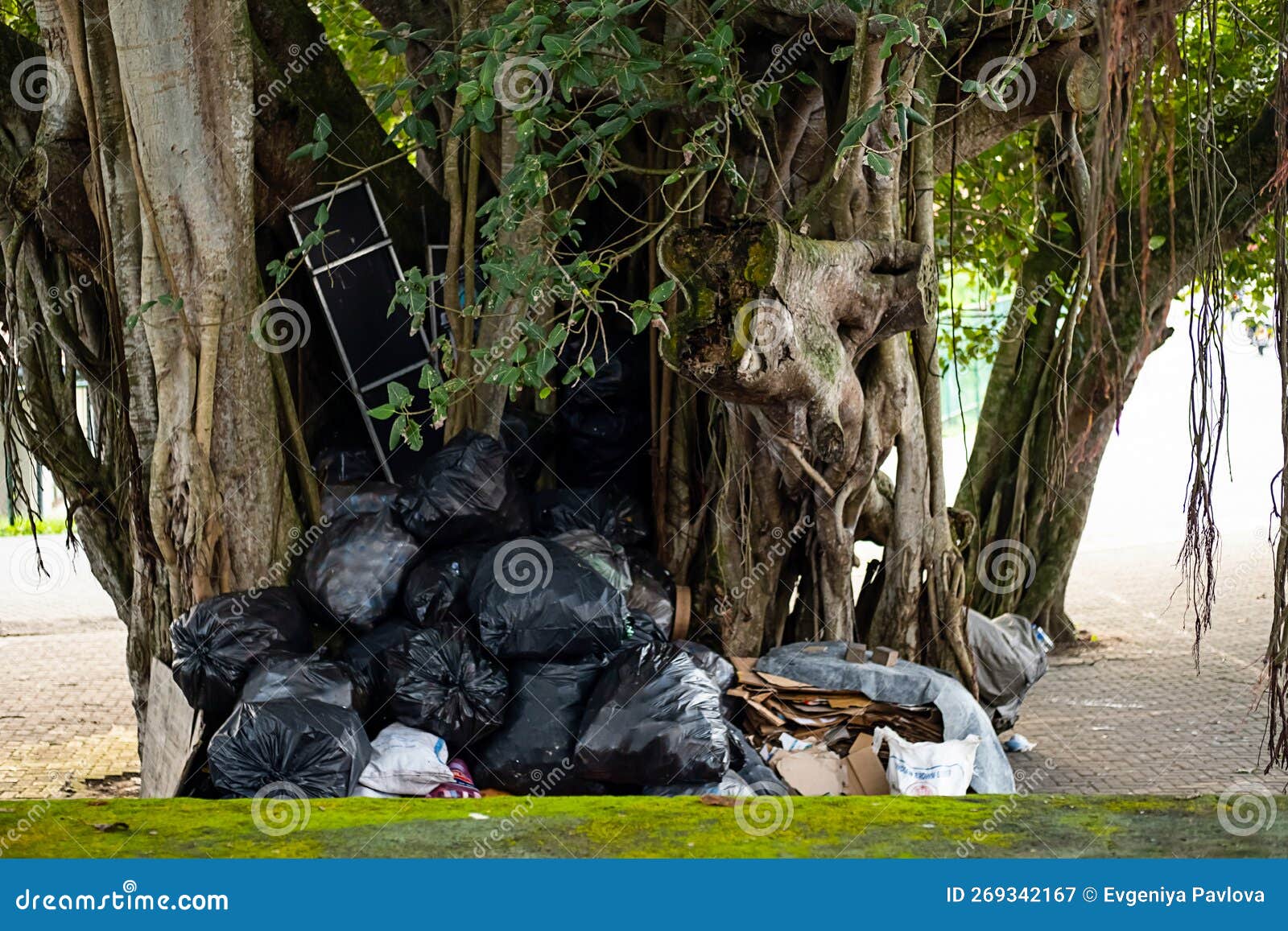 Trash Inside Huge Tree. Garbage Pile. Environmental Pollution Concept ...