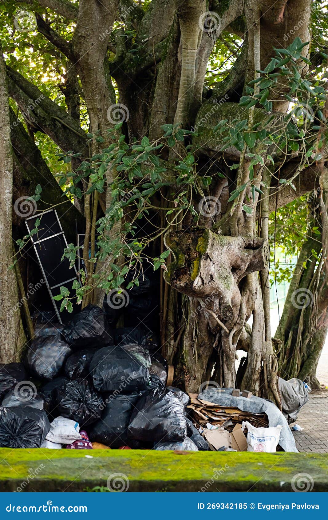 Trash Inside Huge Tree. Garbage Pile. Environmental Pollution Concept ...