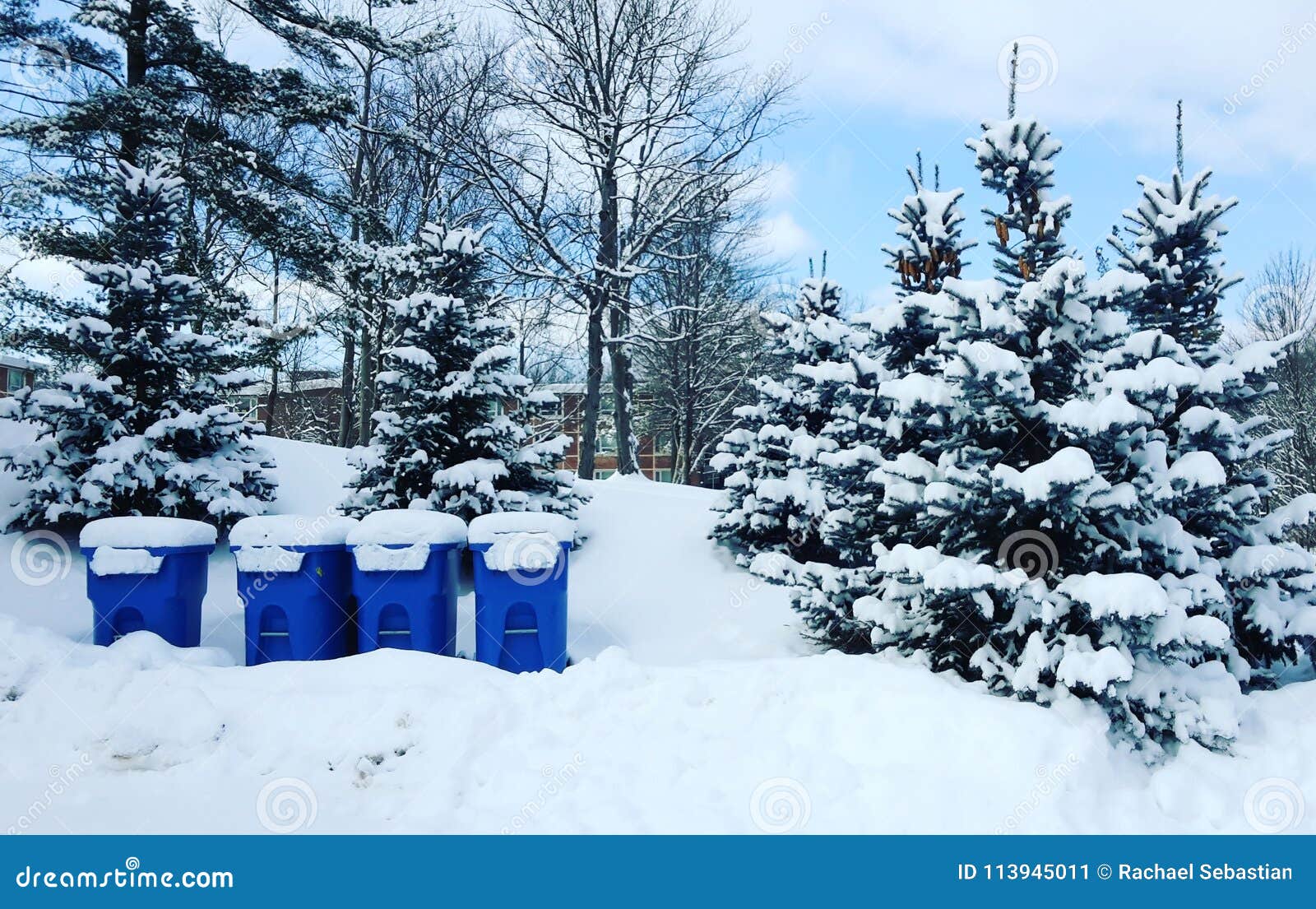 Trash Snow stock image. Image of pine, snow, trashcans - 113945011