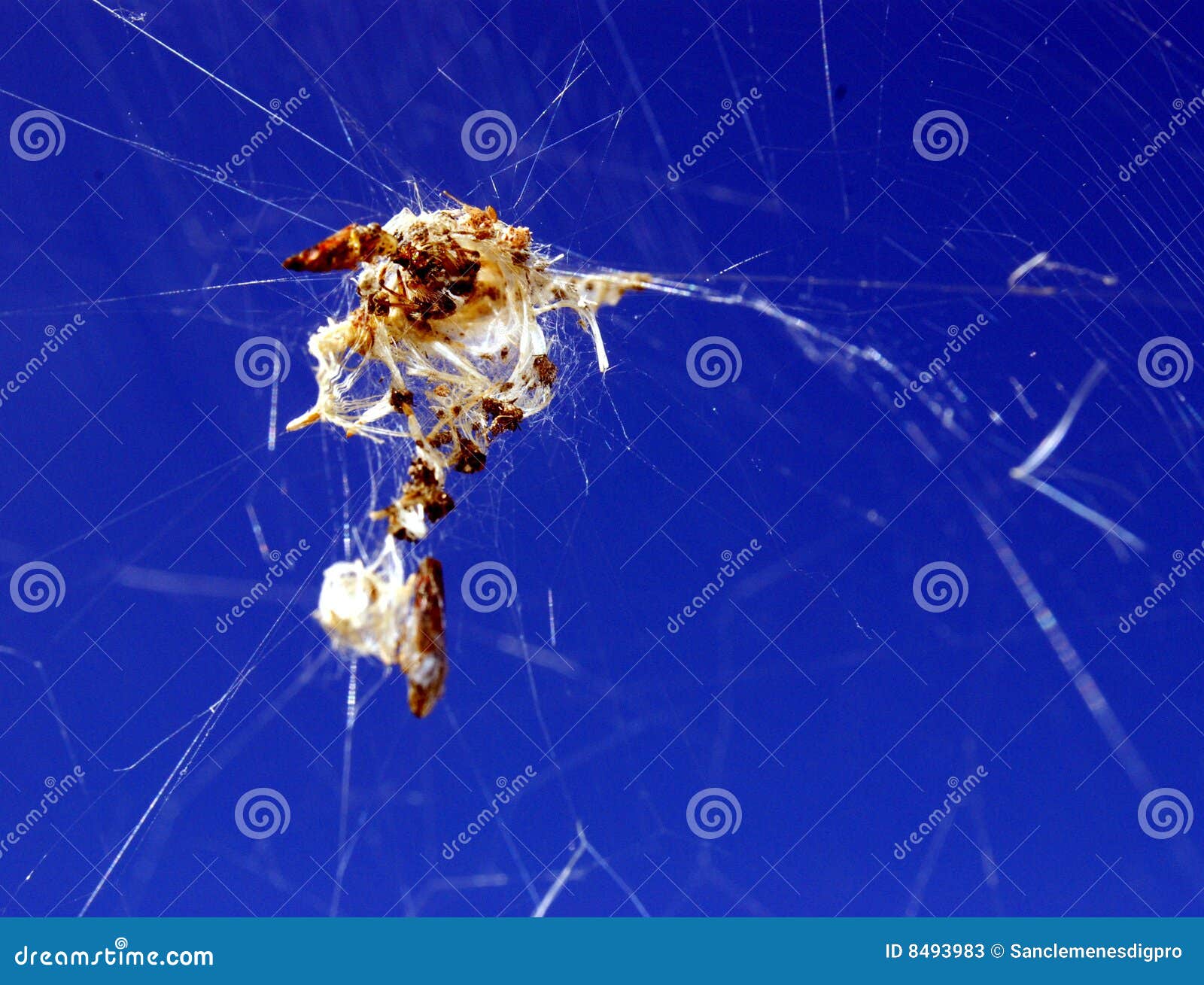 Trash Spider In Trash Web, Blue Background Picture. Image: 8493983