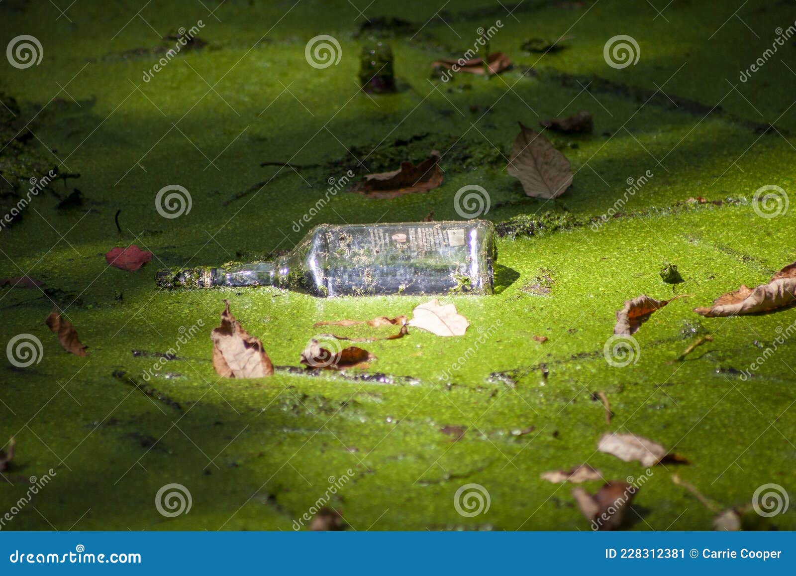 Trash in a Swamp in Alabama. Stock Image - Image of plant, trees: 228312381