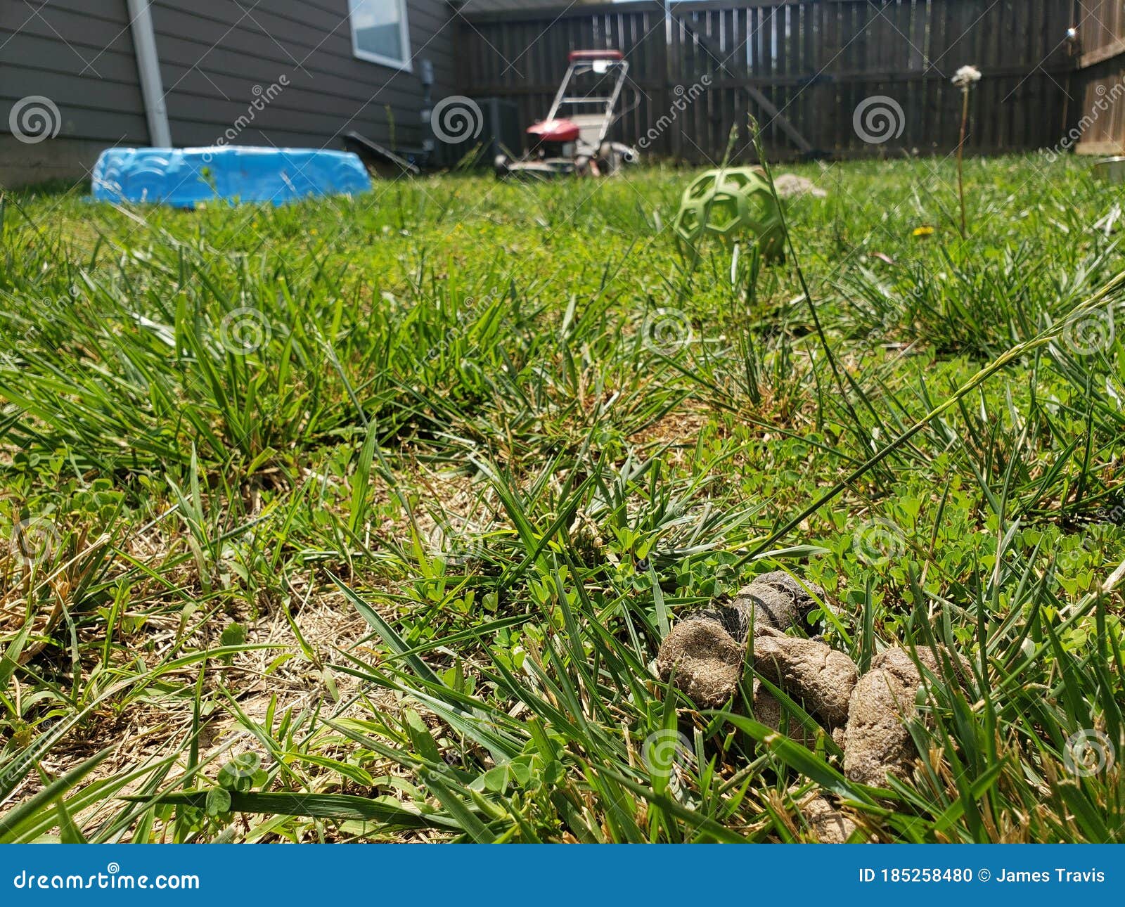 Trashed Nasty Backyard stock photo. Image of mess, herb - 185258480