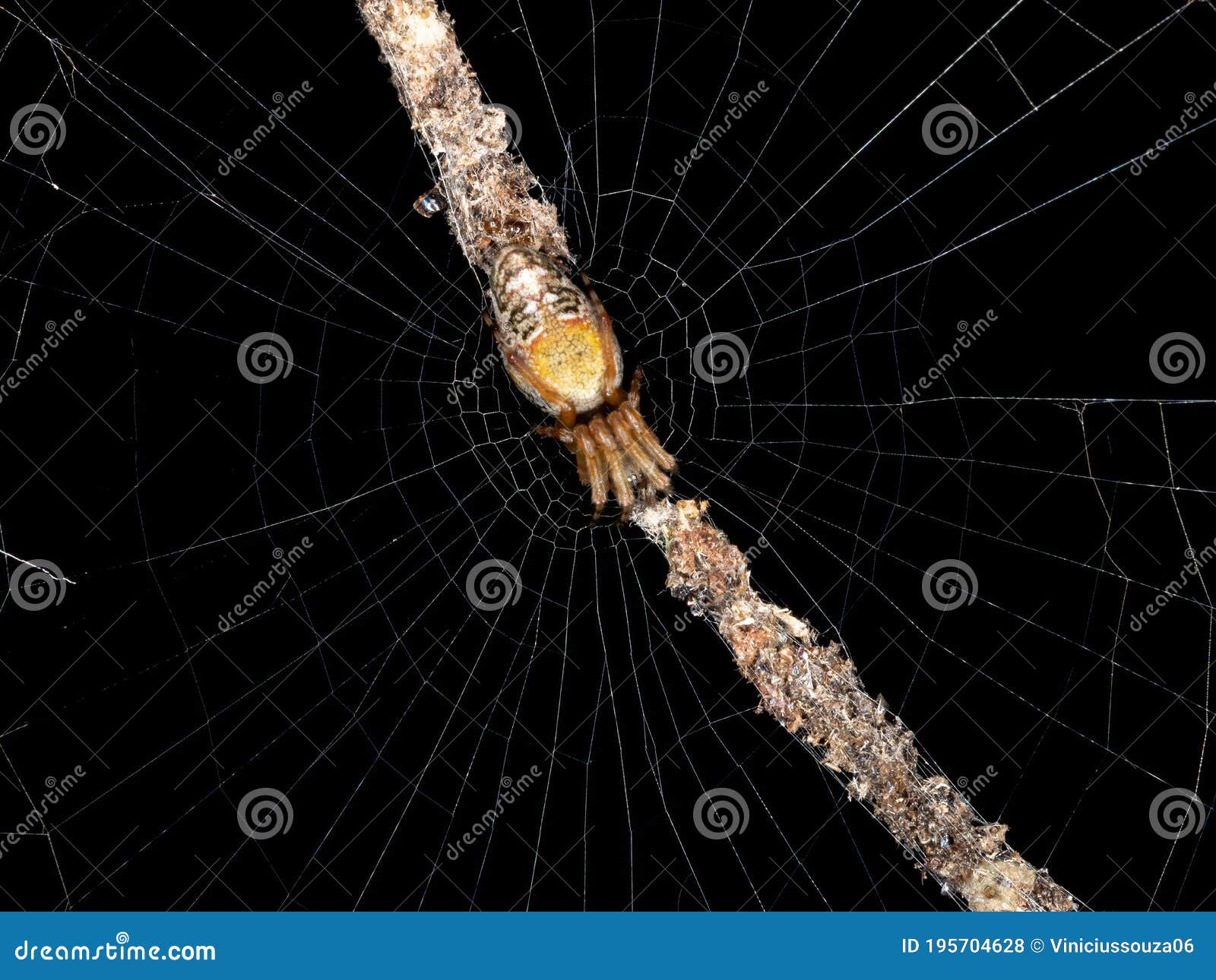 Trashline Orb Weaver Spider Centered. Royalty-Free Stock Photography ...