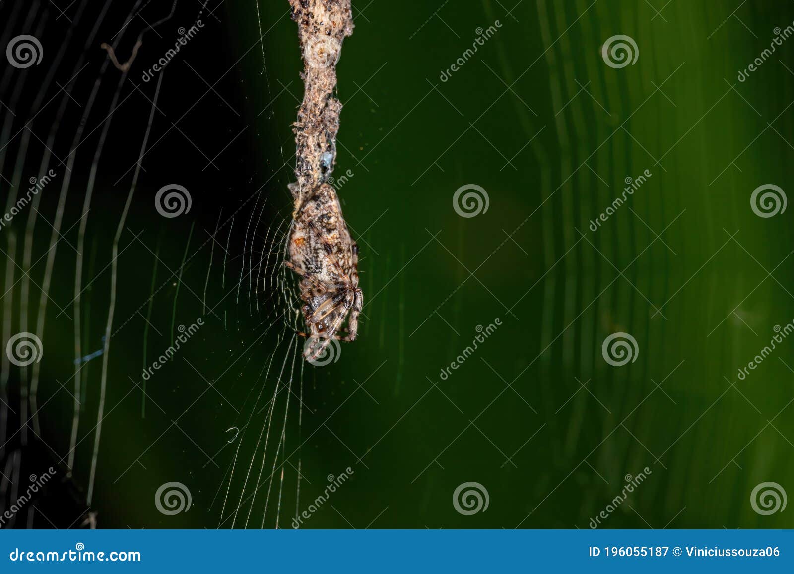 Trashline Orbweaver stock image. Image of mimicry, closeup - 196055187
