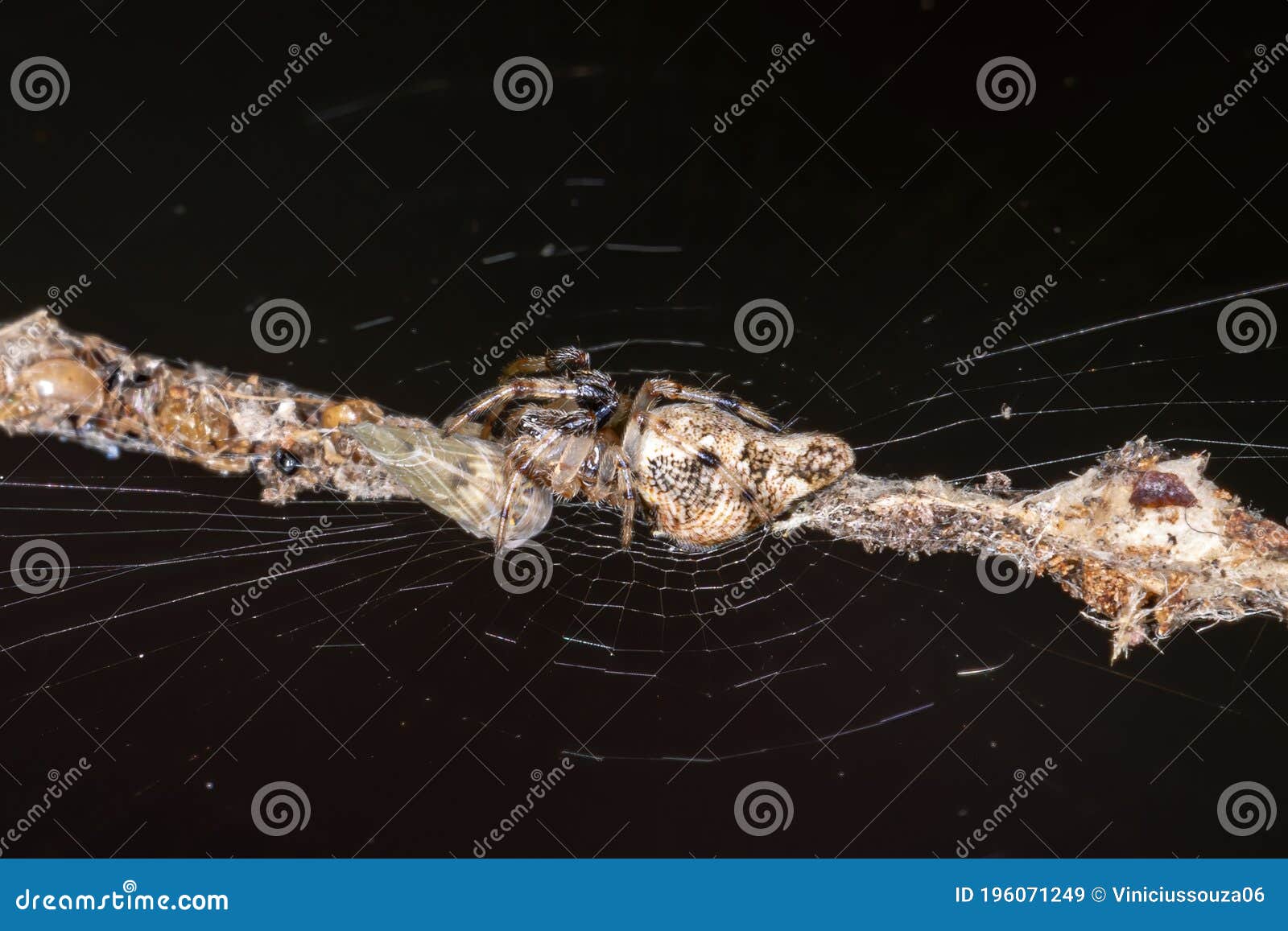 Trashline Orb Weaver Spider Centered. Royalty-Free Stock Photography ...