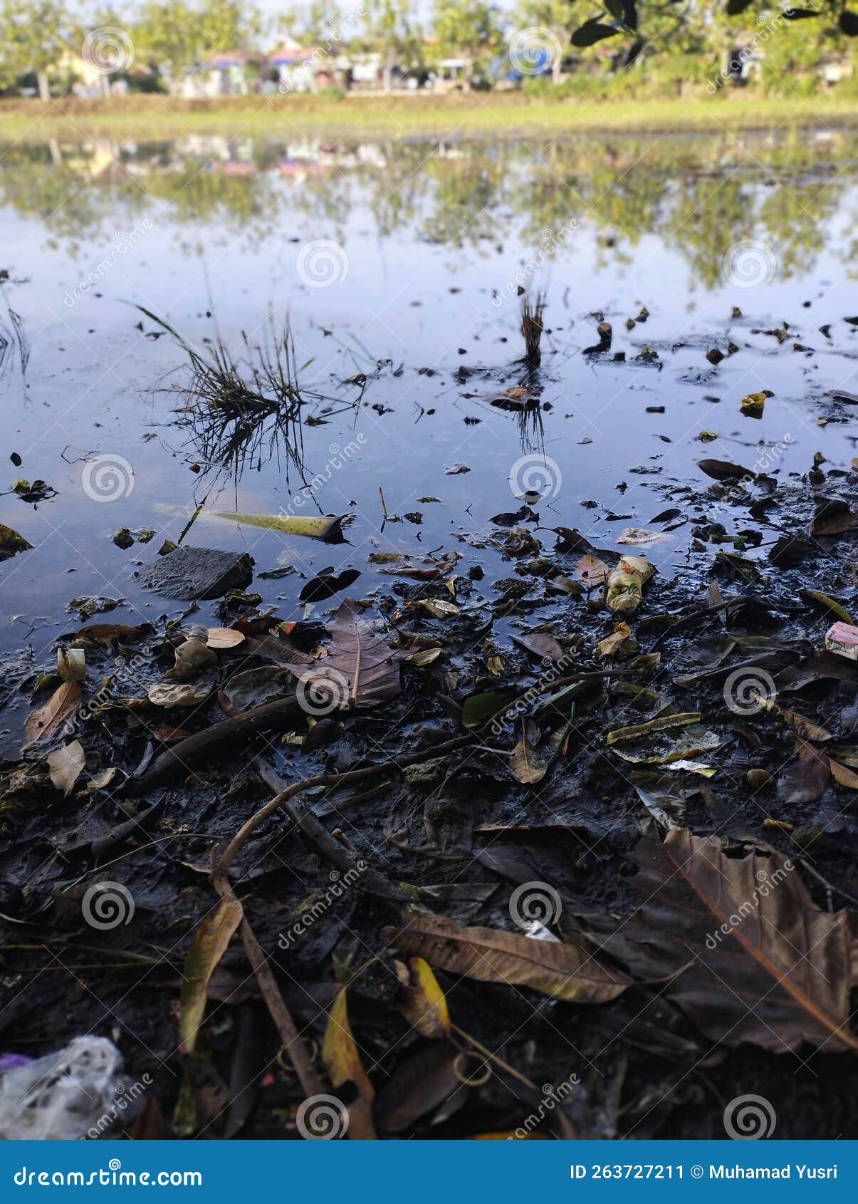 Trashy stock image. Image of trash, trashy, dirty, tree - 263727211