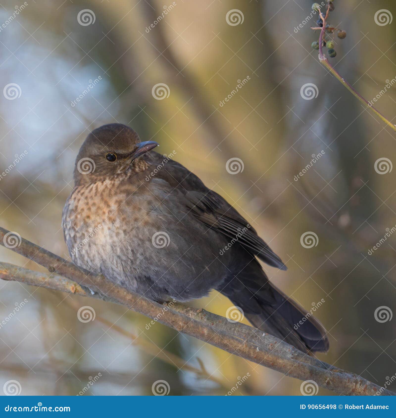 Trast arkivfoto. Bild av storslagen, ensling, gräs, textur - 90656498